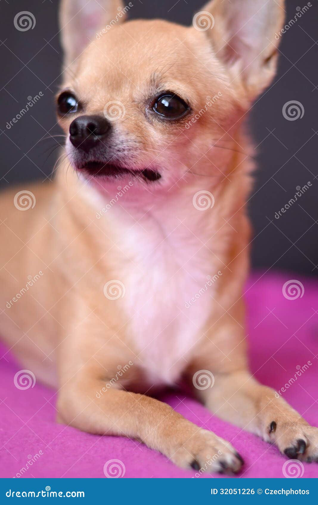 Chivava - Amy stock photo. Image of noise, outdoor, mini - 32051226