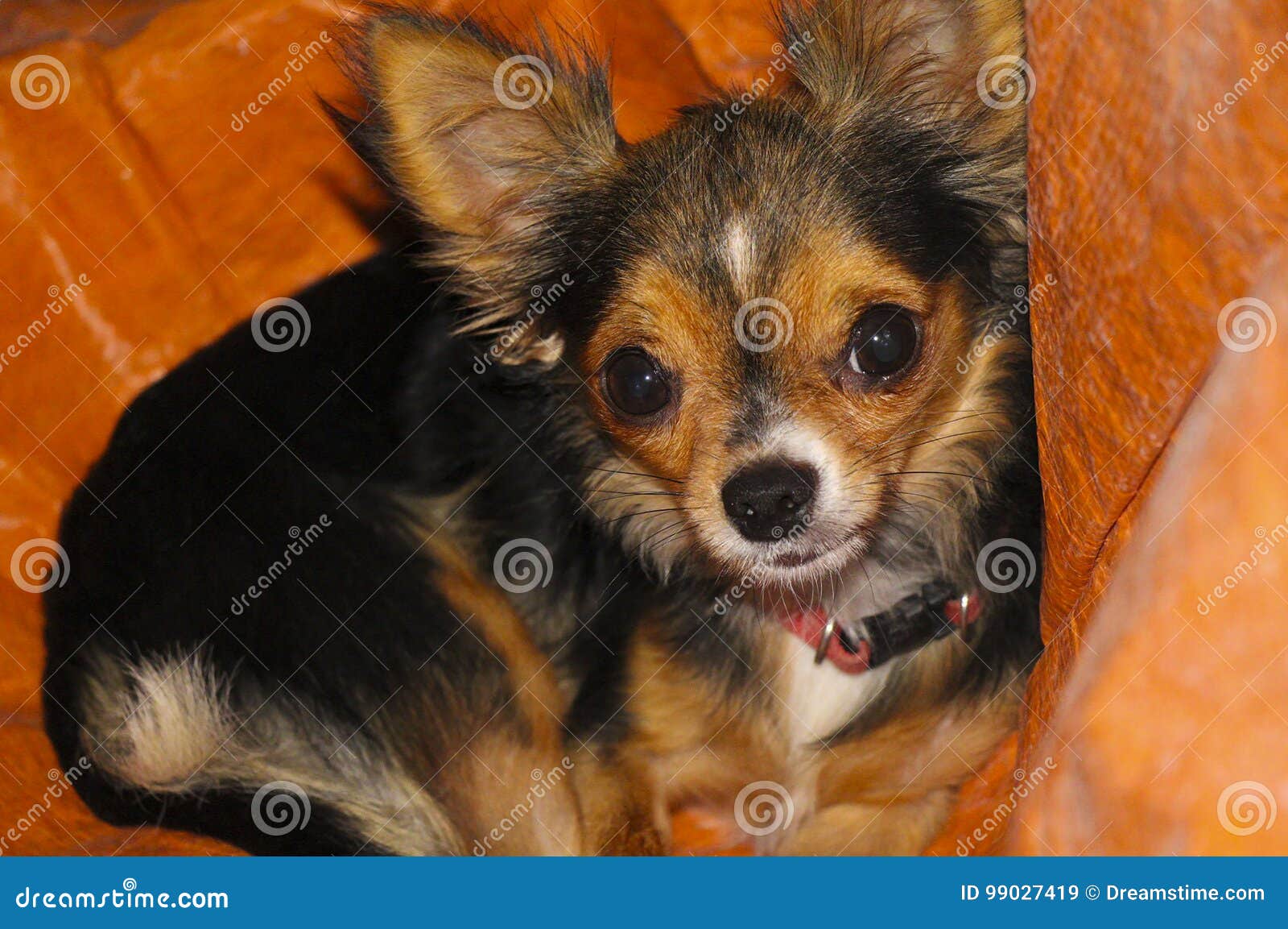 Chivava stock image. Image of happy, breed, beautiful - 99027419