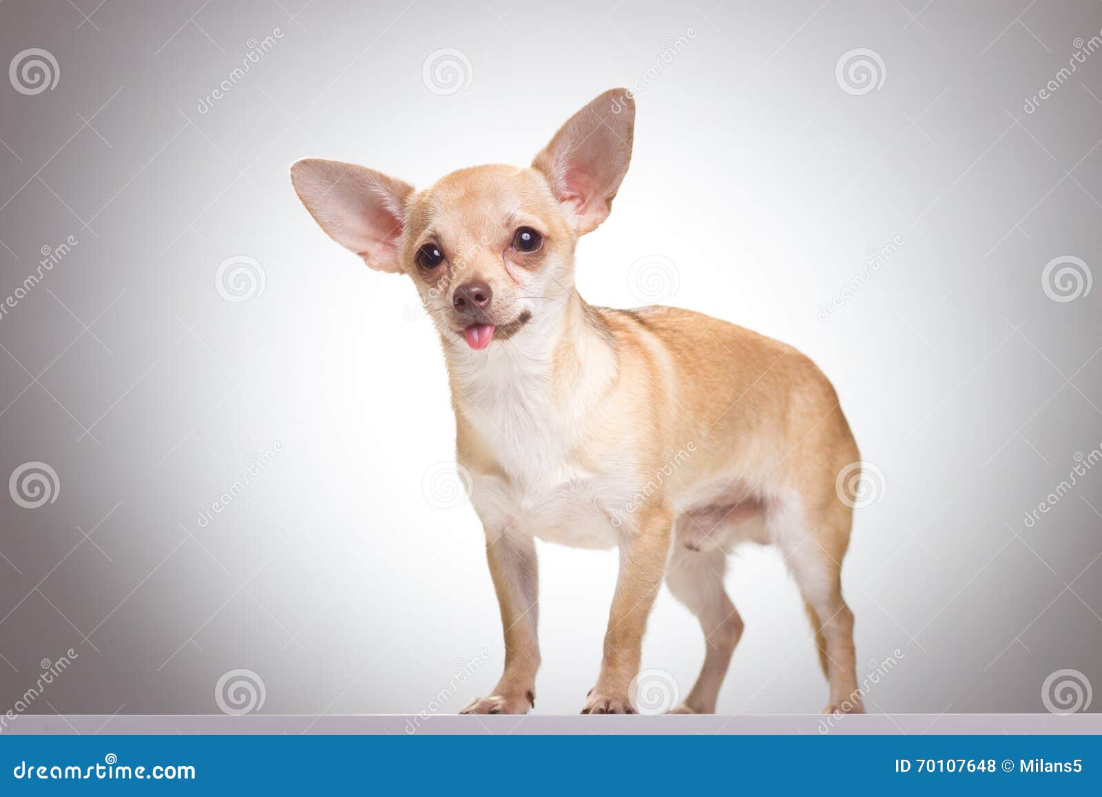 Chivava Posing, White Background, Studio Shot. Stock Photo - Image of ...