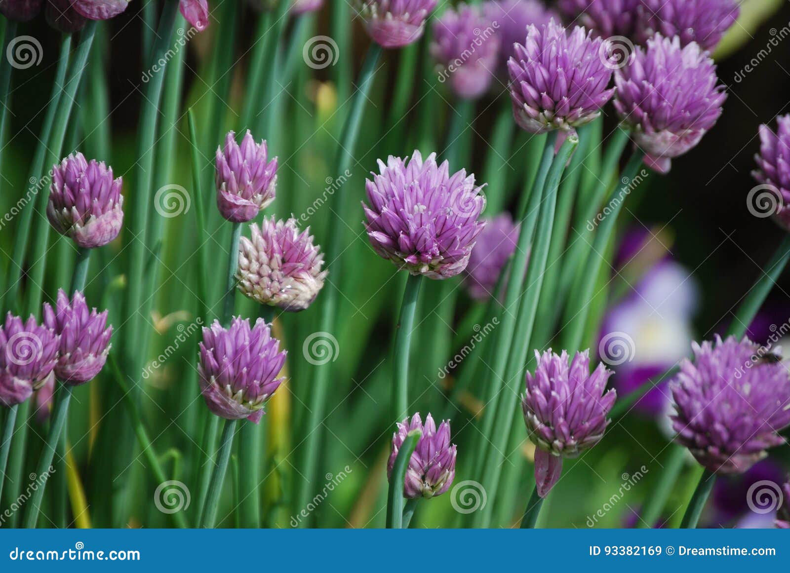 Chive blossoms stock image. Image of purple, detail, water - 93382169