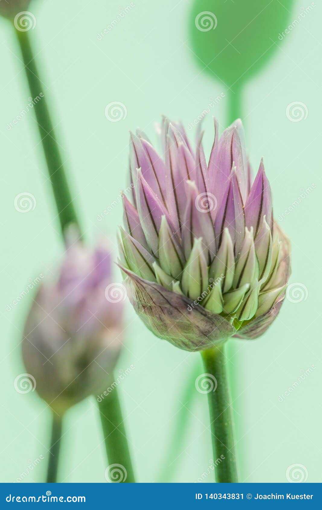 Chive Blossoms with Green Background Stock Image - Image of chive ...