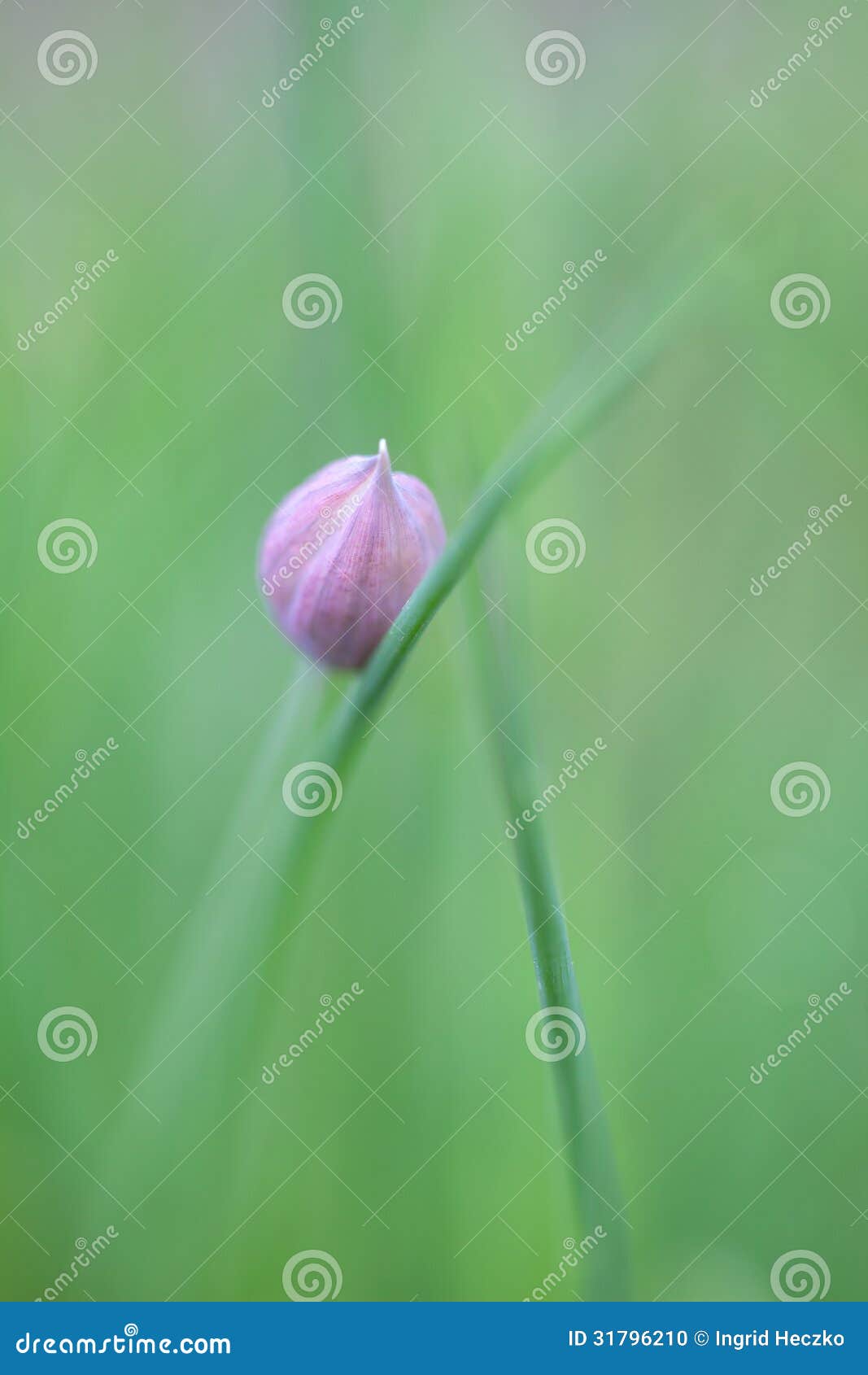 Chive bud stock photo. Image of delicate, closeup, pink - 31796210