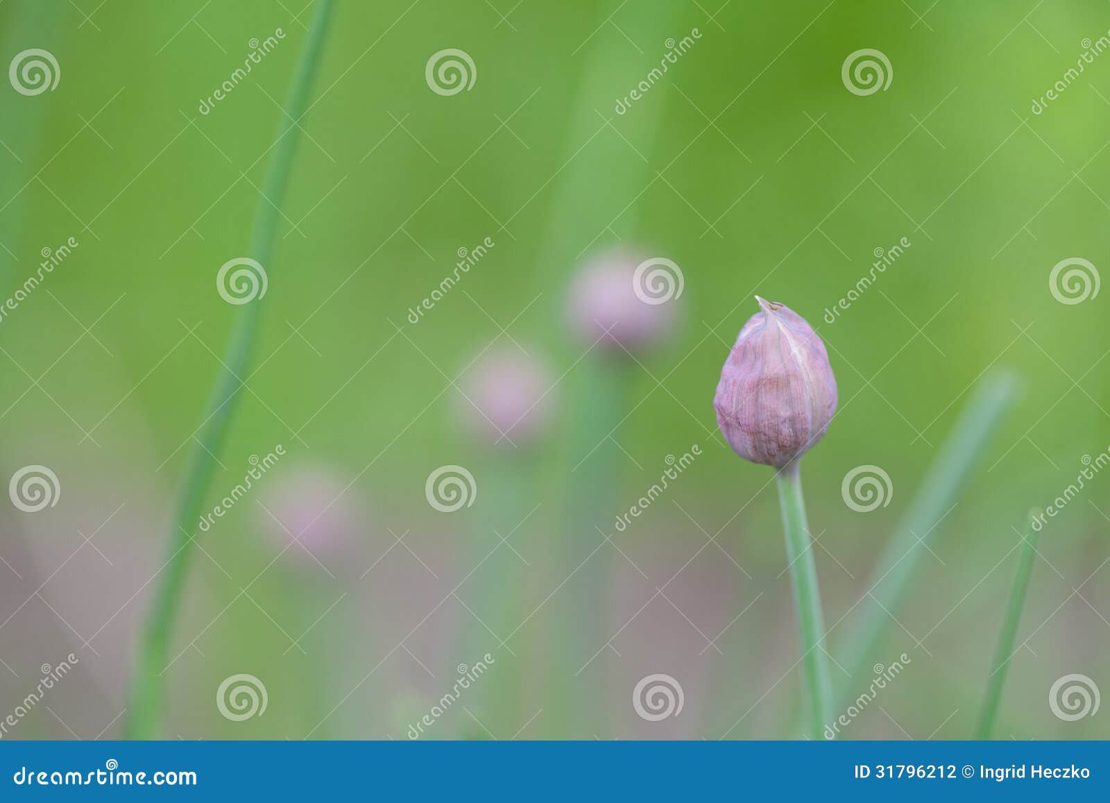 Chive bud stock photo. Image of fresh, chive, fragile - 31796212