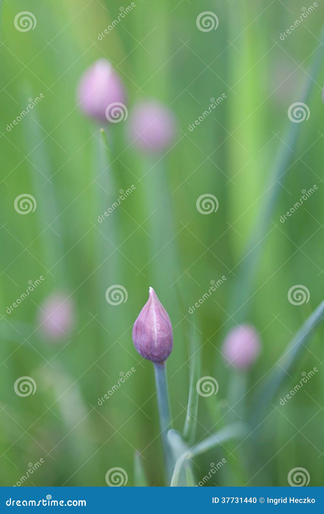 Chive bud stock photo. Image of fresh, defocused, beautiful - 37731440