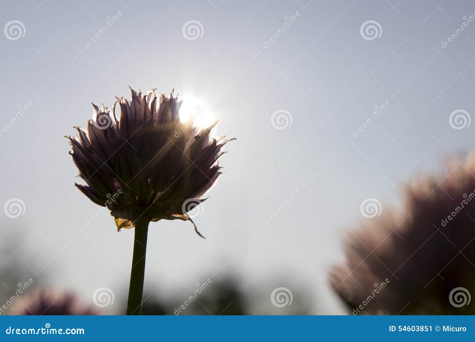 Chive with direct sun stock image. Image of flower, garden - 54603851
