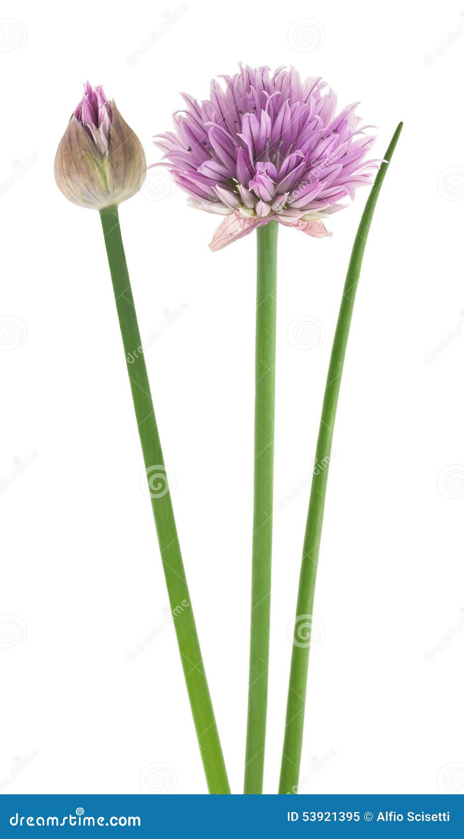 Chive flower stock image. Image of freshness, healthy - 53921395