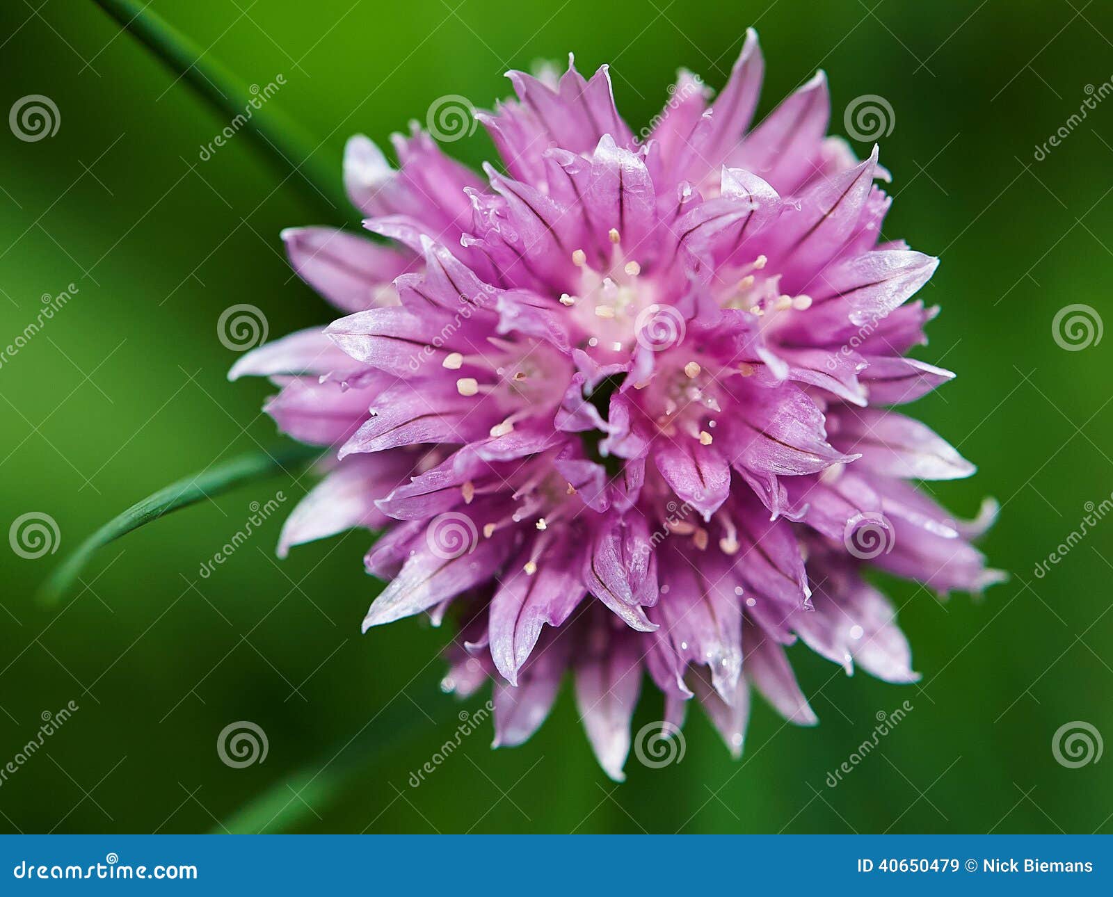 Chive flower stock image. Image of genus, chives, chive - 40650479
