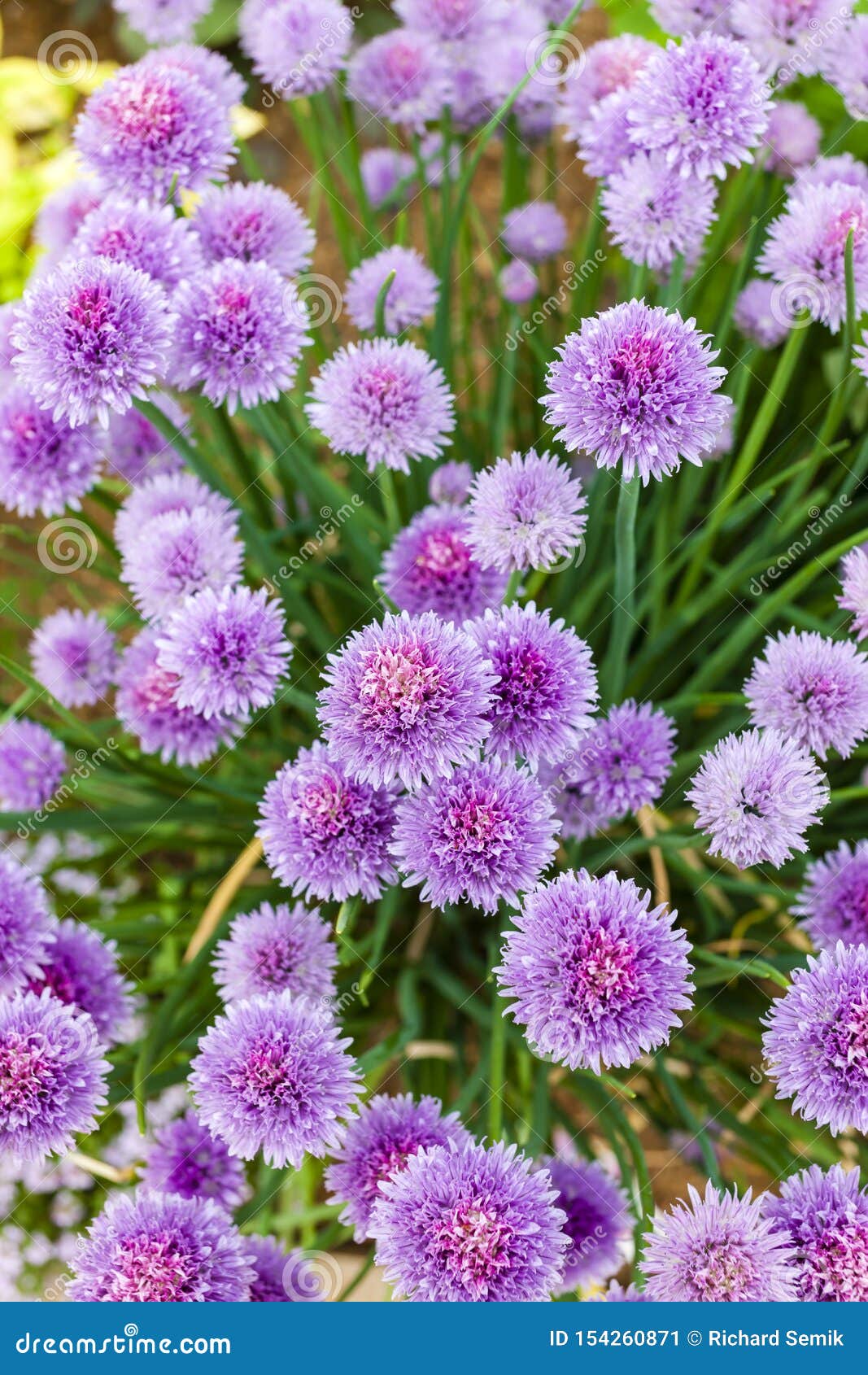 Chive flowers stock image. Image of chive, allium, plant - 154260871