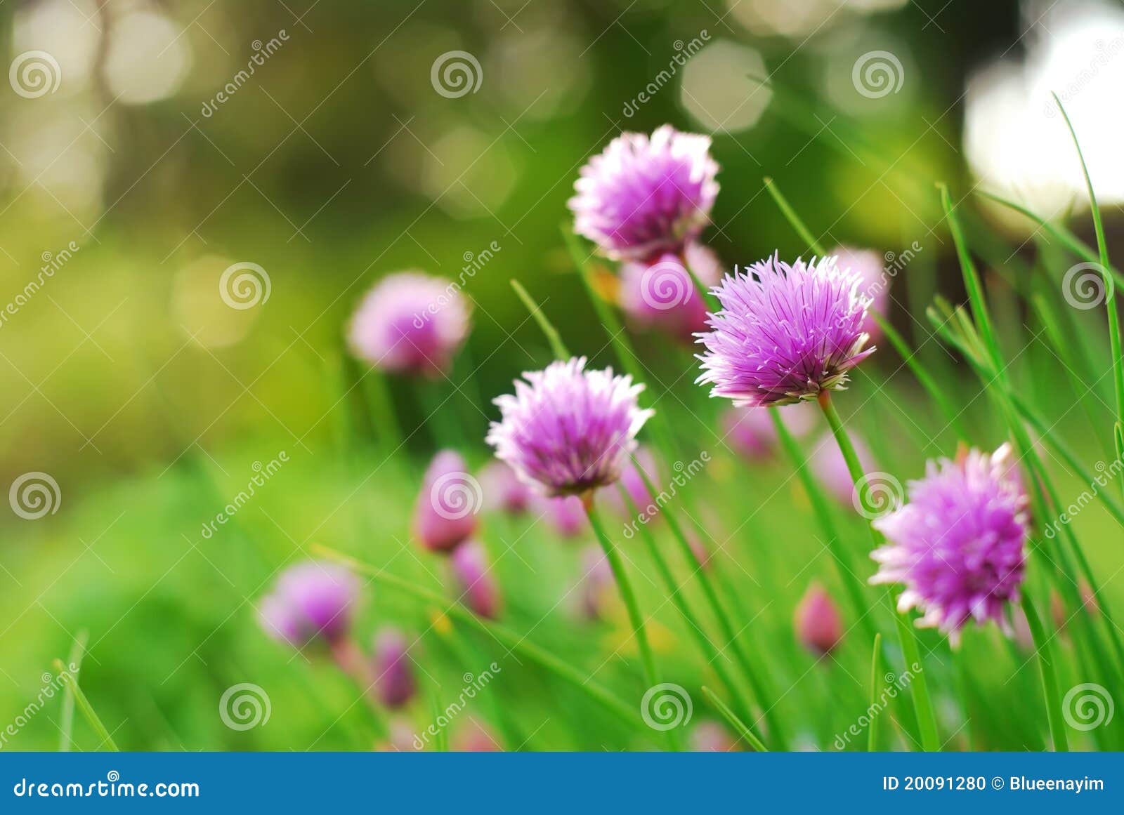 Chive Flowers stock photo. Image of purple, macro, blooming - 20091280