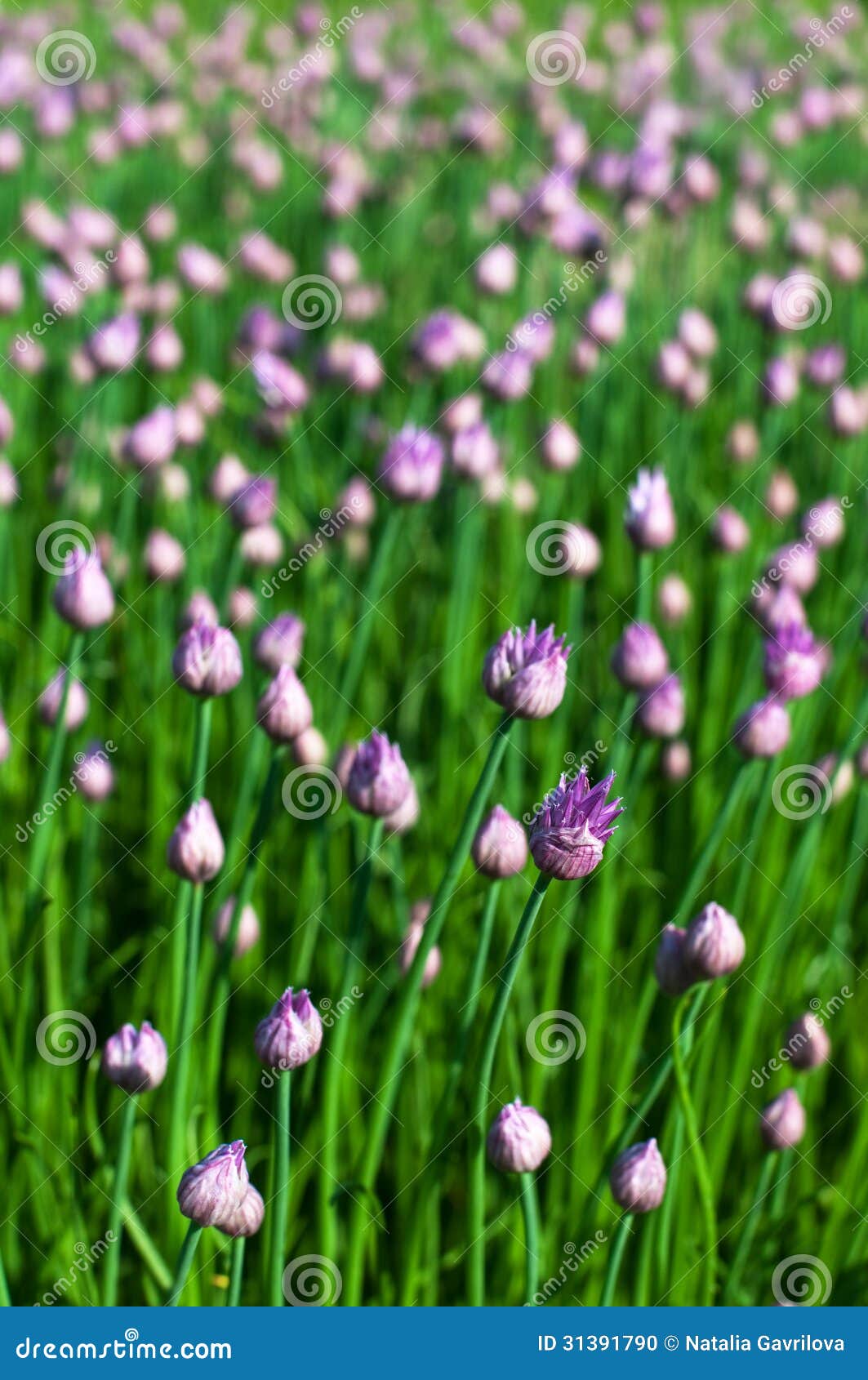 Chive flowers stock photo. Image of herb, selective, growth - 31391790