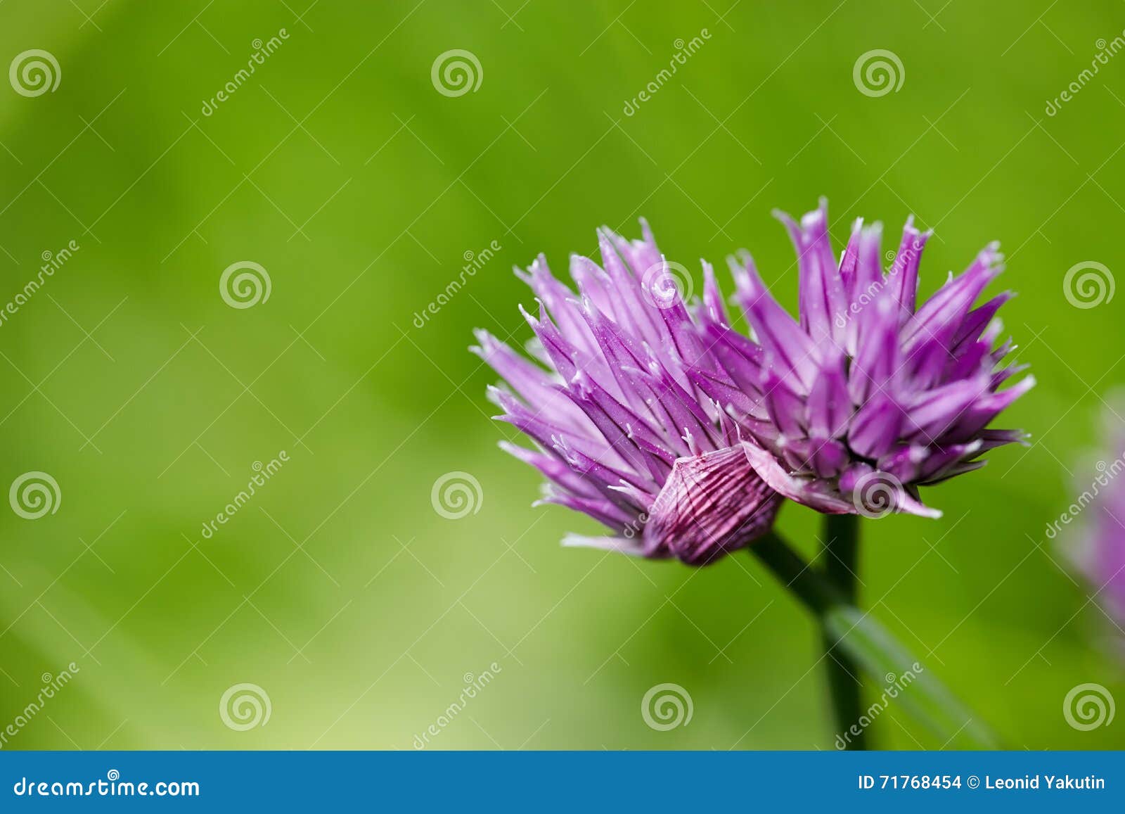Chive Flowers stock photo. Image of white, bloom, pink - 71768454