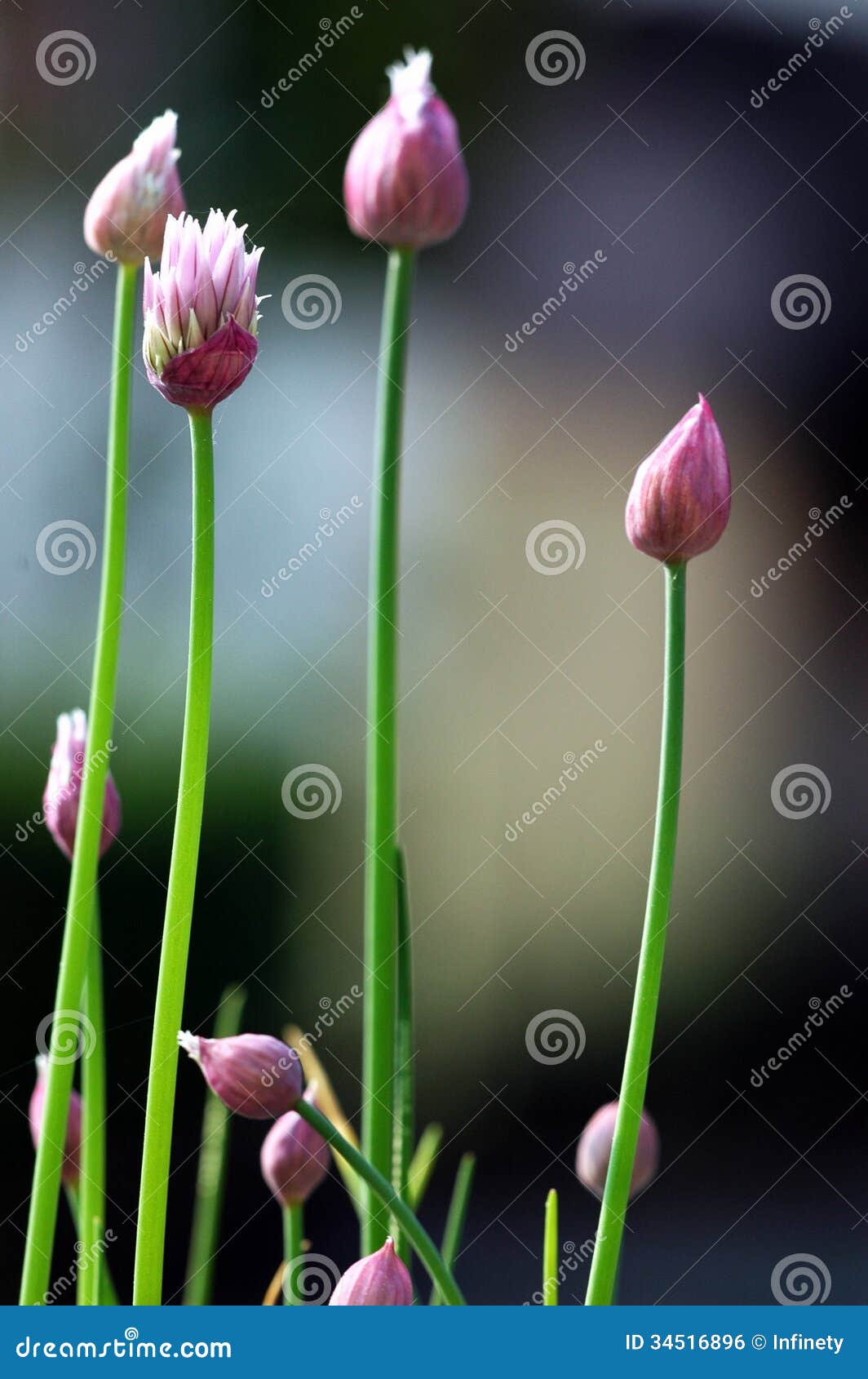Chive Flowers stock photo. Image of chives, macro, herbs - 34516896