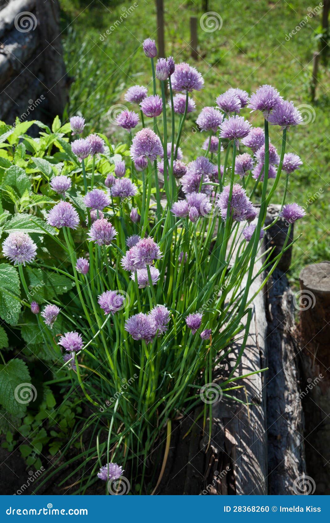 Chive flowers in a garden stock photo. Image of beautiful - 28368260