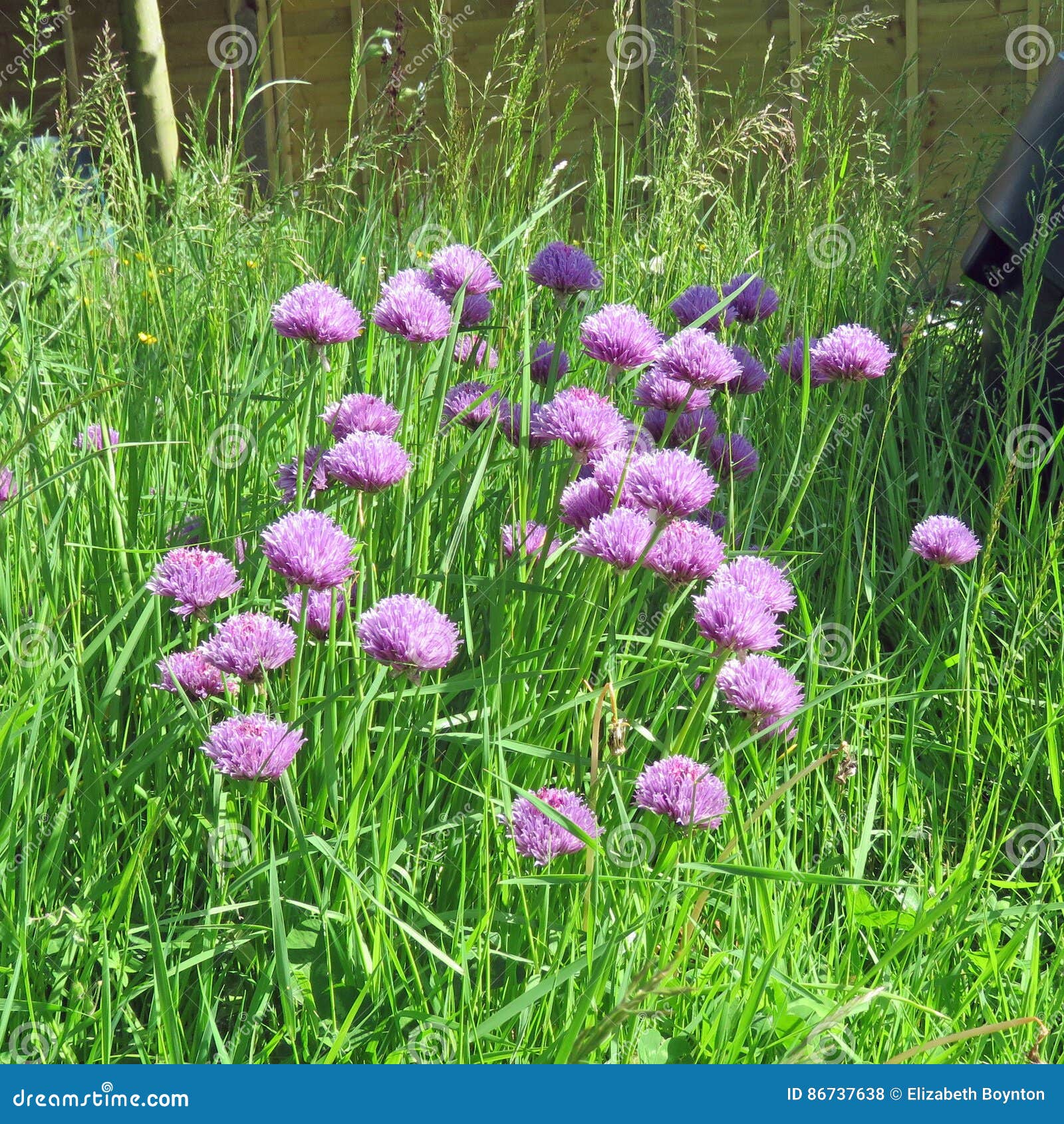 Chive Flowers in the Garden Stock Photo - Image of flower, blossom ...
