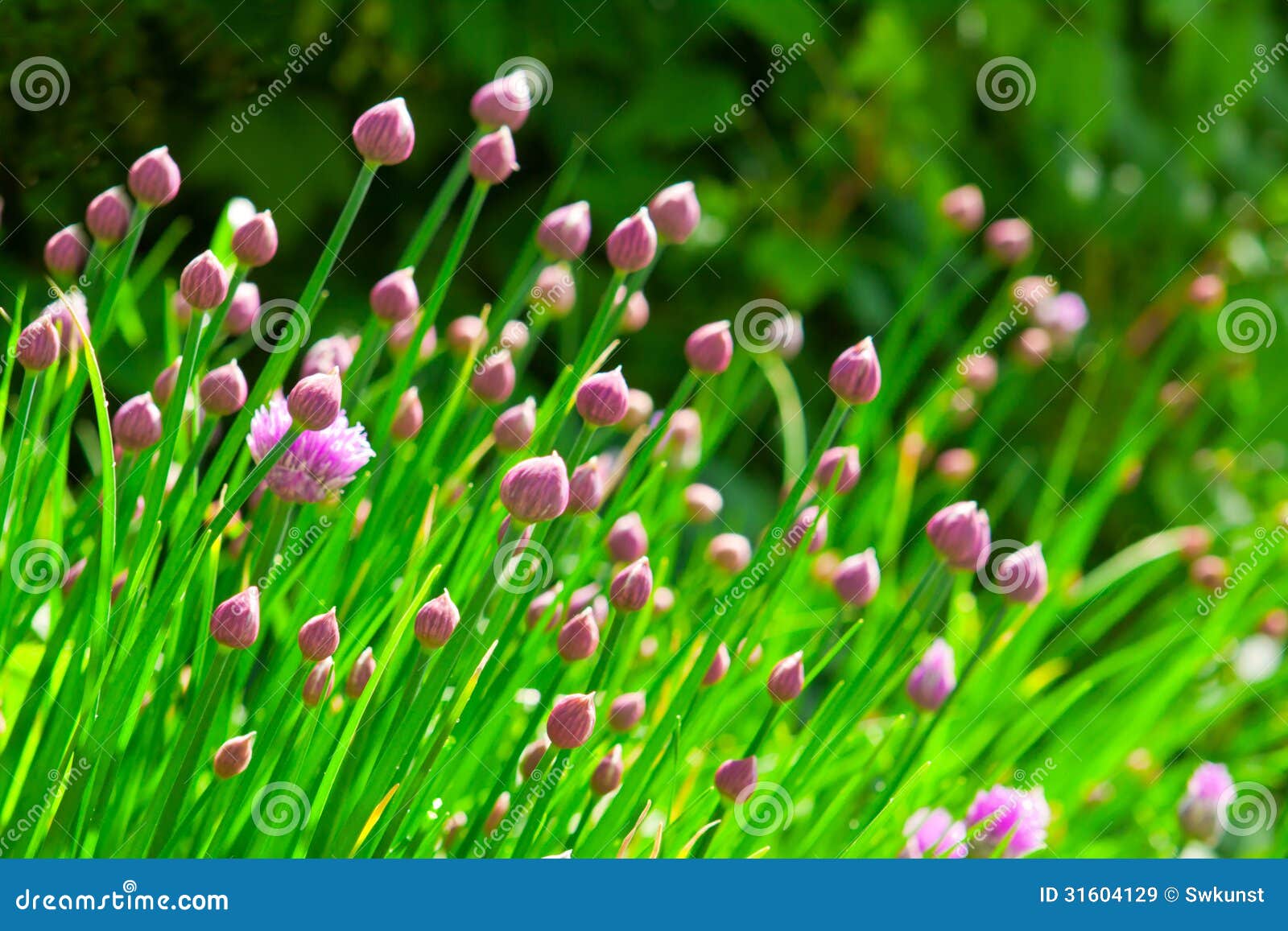 Chive flowers stock image. Image of beauty, color, botany - 31604129