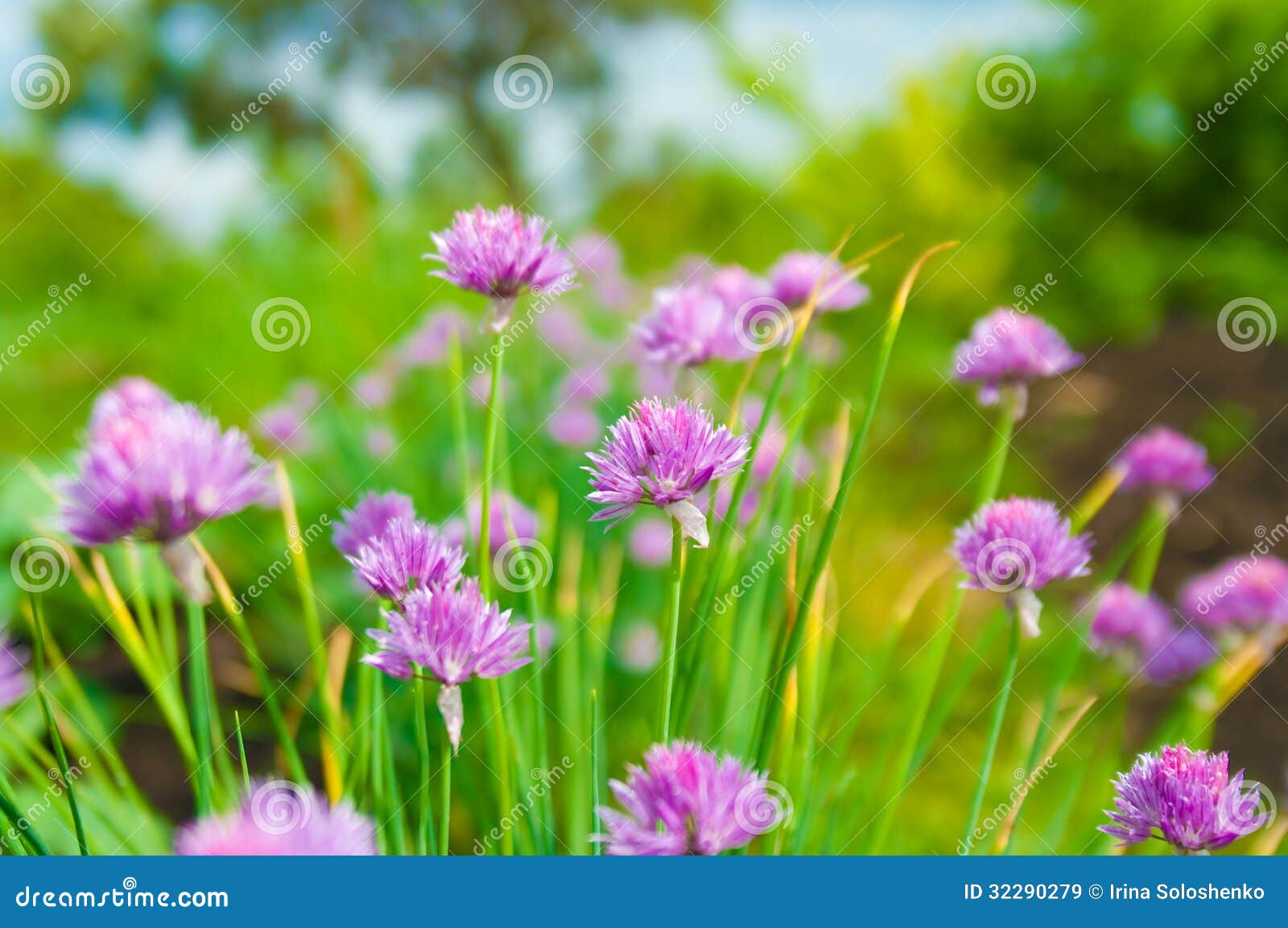 Chive flowers stock image. Image of food, vegetable, magenta - 32290279