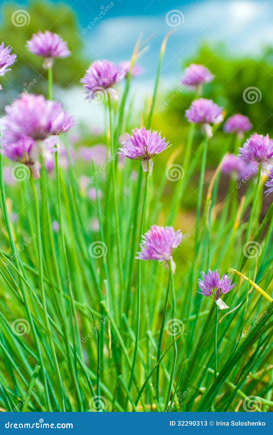 Chive flowers stock image. Image of field, beauty, purple - 32290313