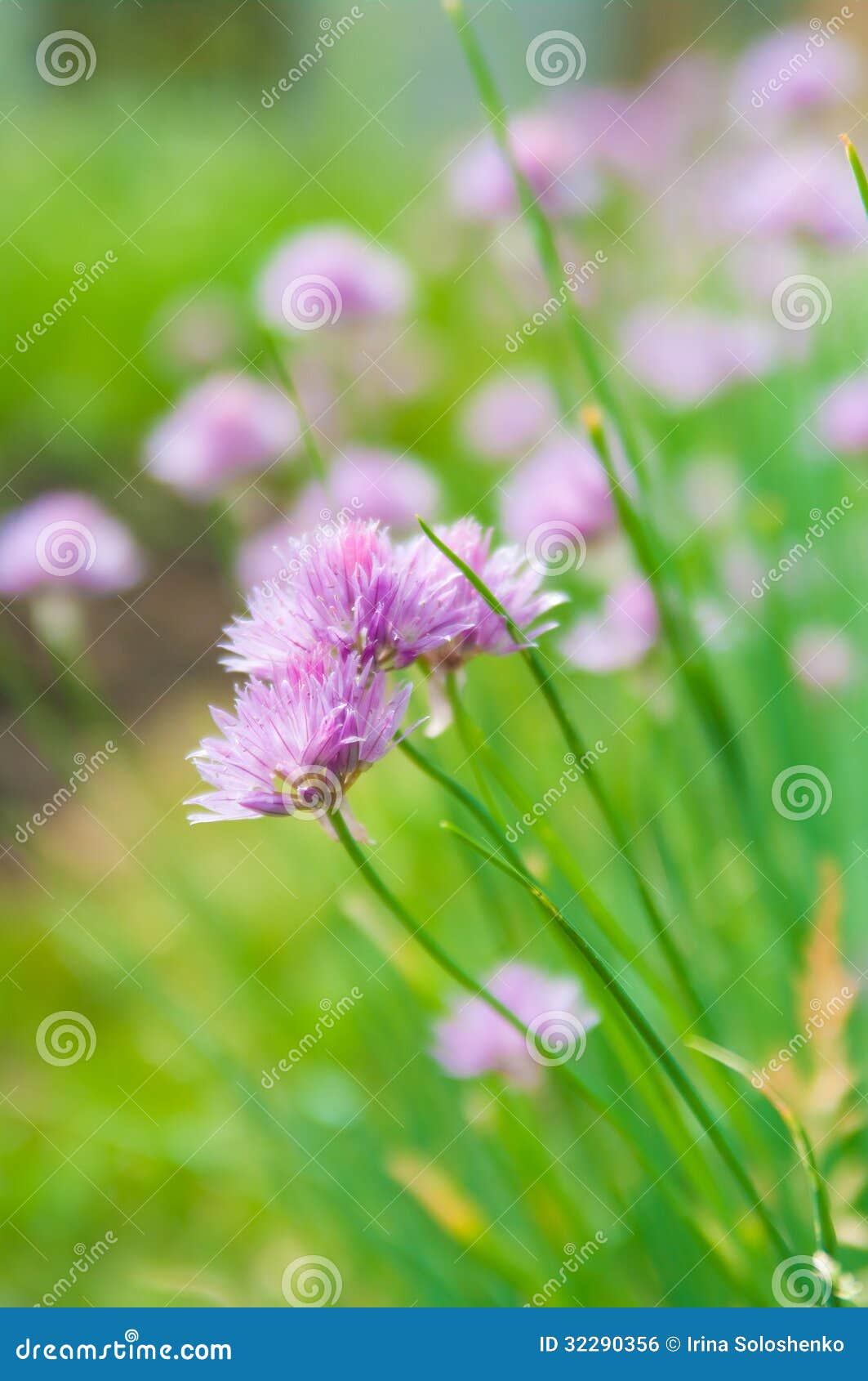Chive flowers stock photo. Image of plants, field, colors - 32290356