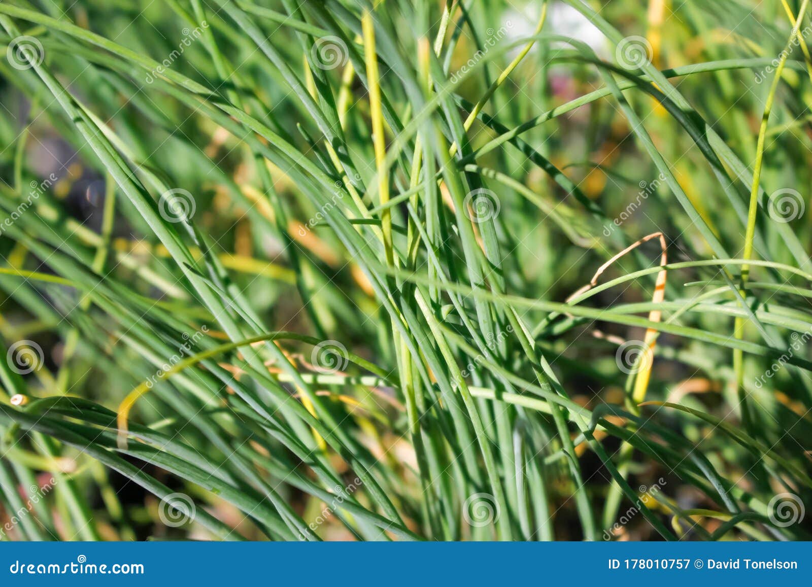 Chive garden stock image. Image of herb, agriculture - 178010757