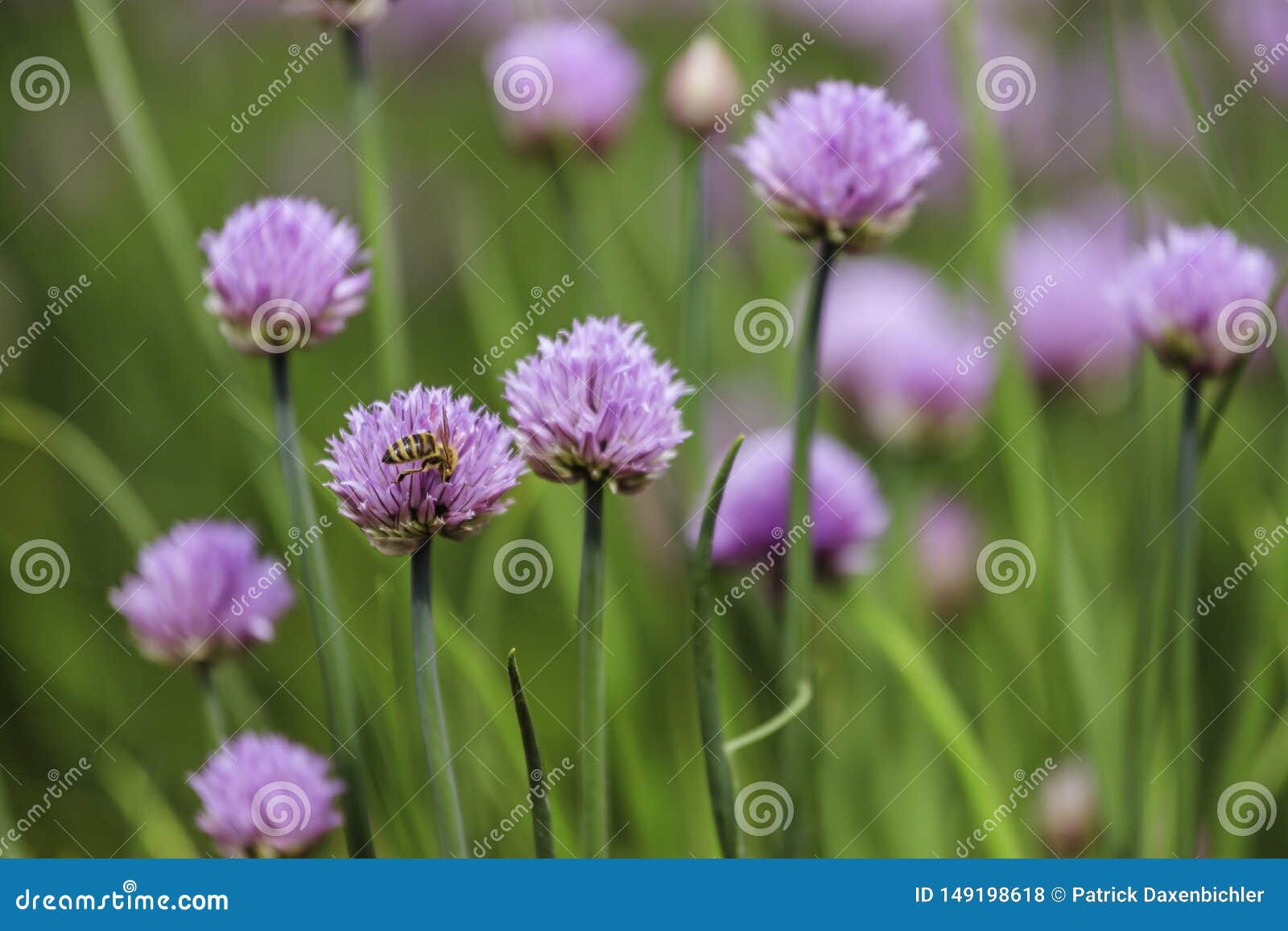 Chive Herb Blooming in Spring Time, Agriculture Field Stock Photo ...