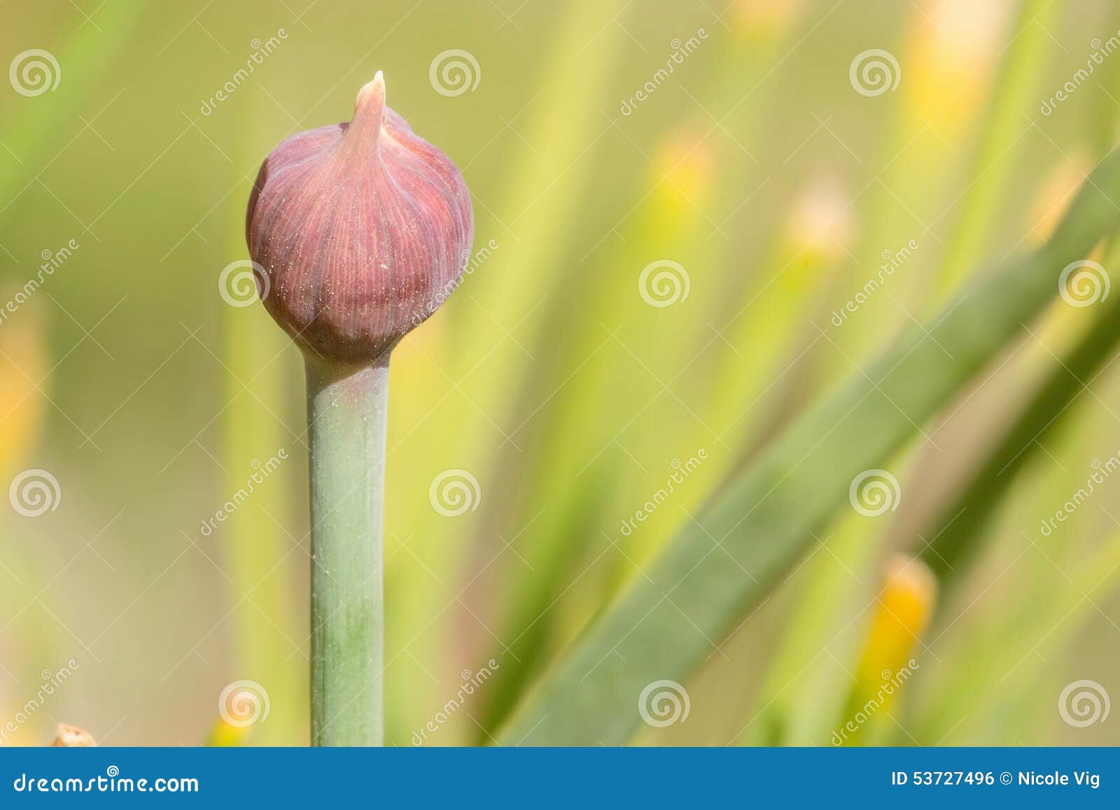 Chive Herb Flower Bud stock photo. Image of chive, herb - 53727496