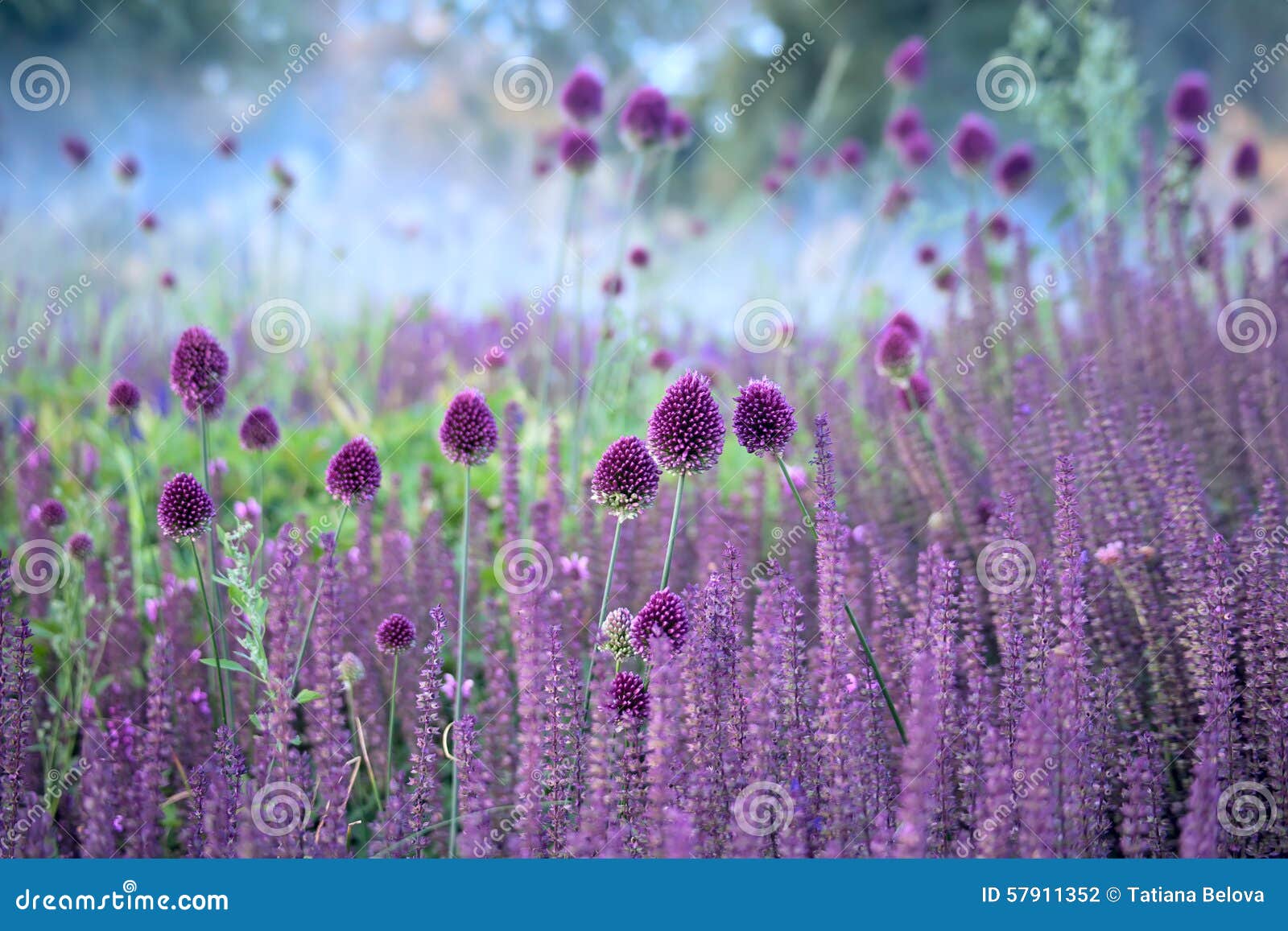 1,652 Beautiful Chive Flower Stock Photos - Free & Royalty-Free Stock ...