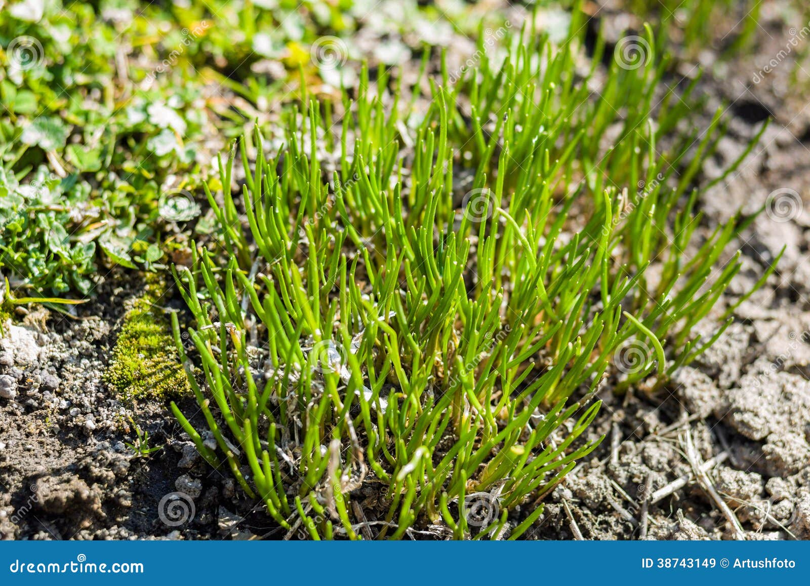 Chive Herb Flowers on Spring Garden Stock Image - Image of ingredient ...