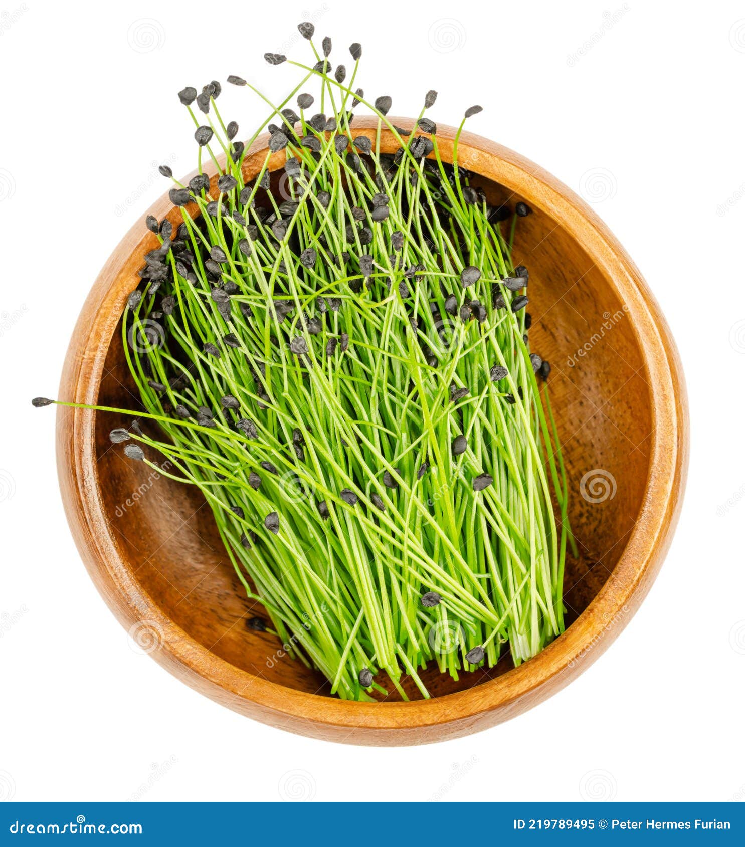 Chive Microgreens, Shoots of Allium Schoenoprasum in a Wooden Bowl ...