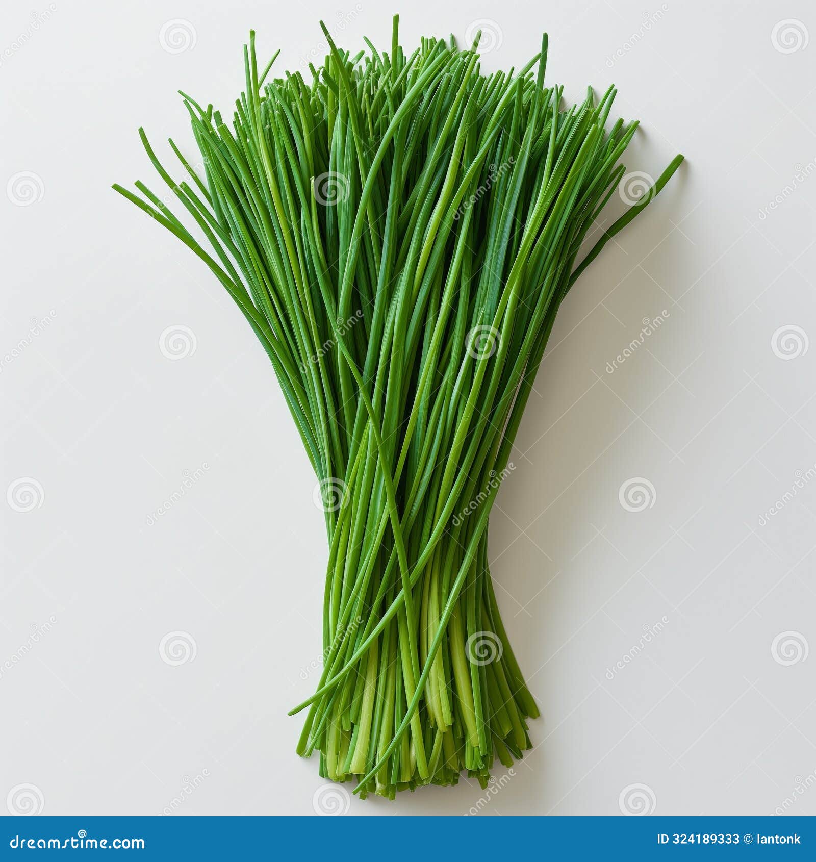 Chive Plant with Thin Green Stems on a White Background Stock ...
