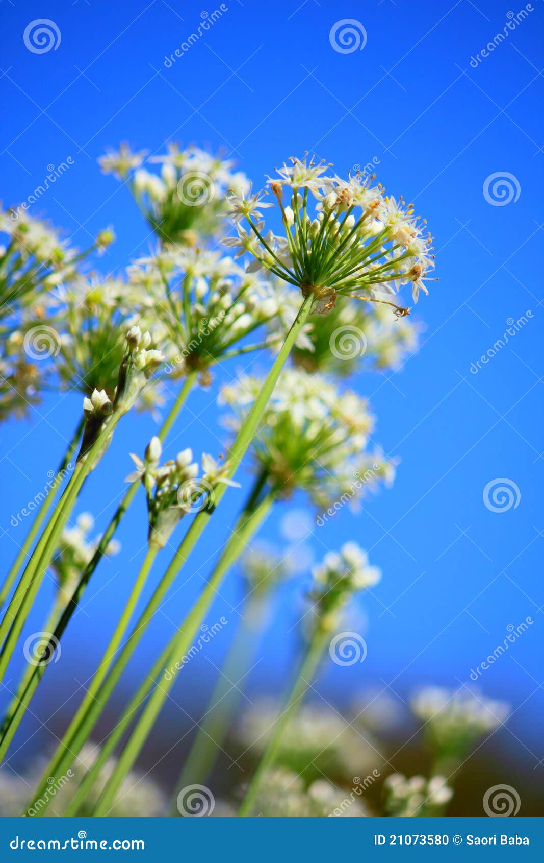 Chive s flower stock photo. Image of garden, flower, close - 21073580