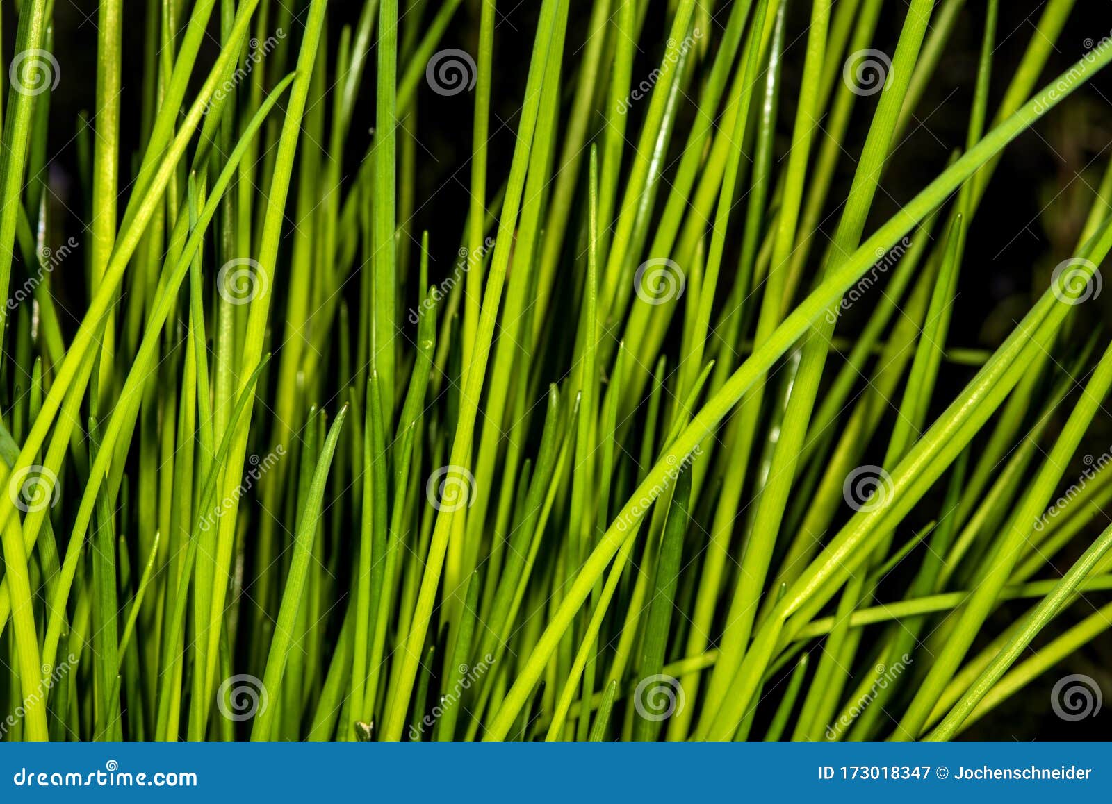 Chive in Spring with Young and Freh Leaves Stock Image - Image of ...