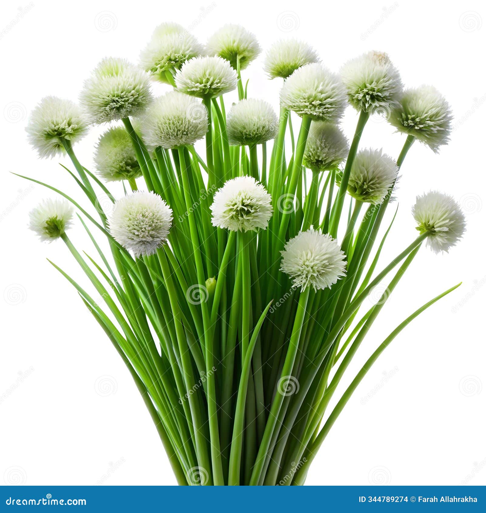 The Chive Tree, Often Referring To Clove Ash Stock Illustration ...