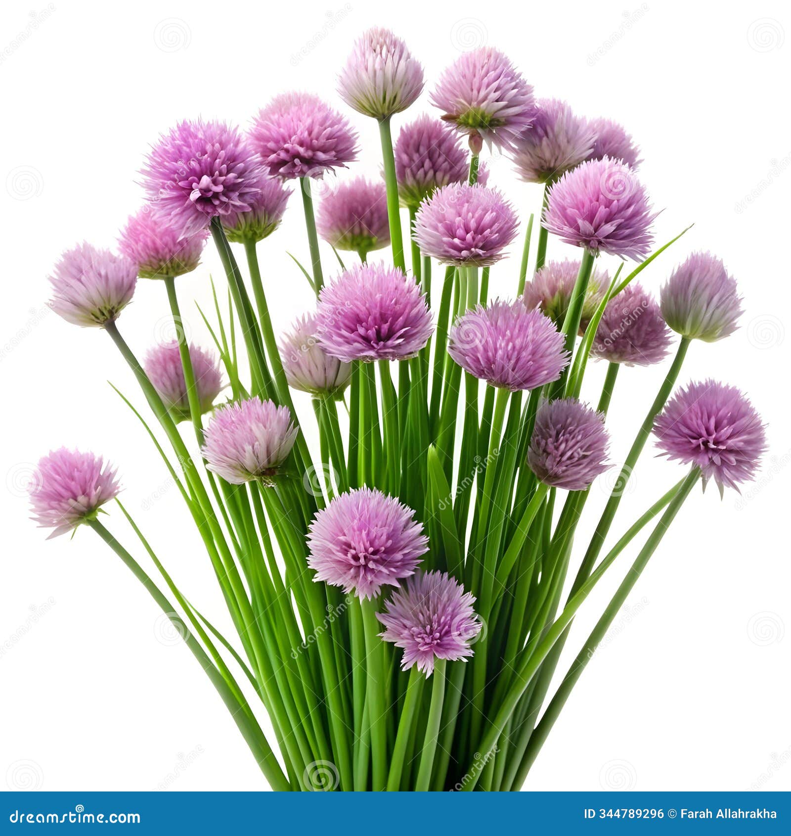 The Chive Tree, Often Referring To Clove Ash Stock Illustration ...