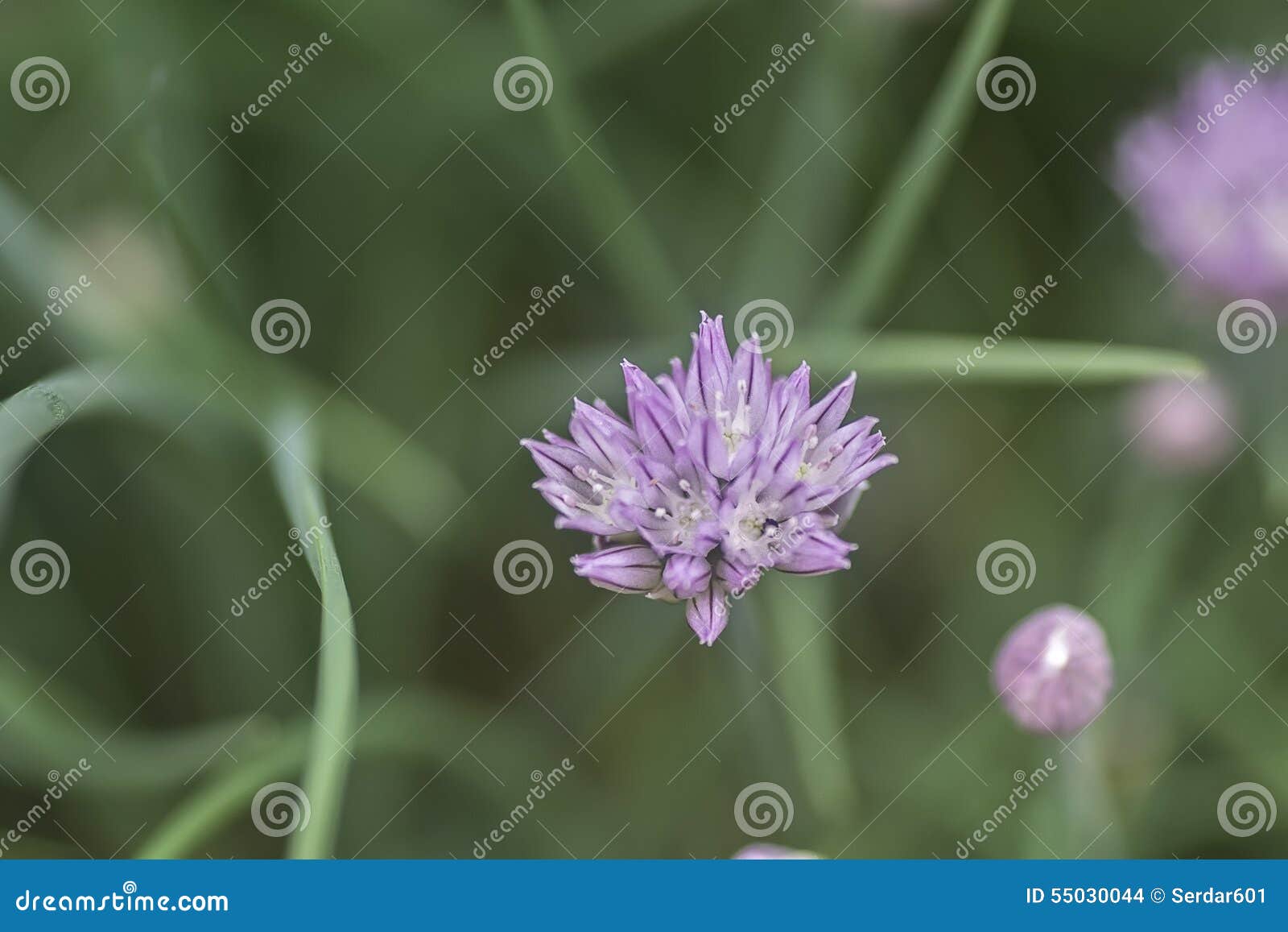 Chive stock photo. Image of wildflower, perennial, edible - 55030044