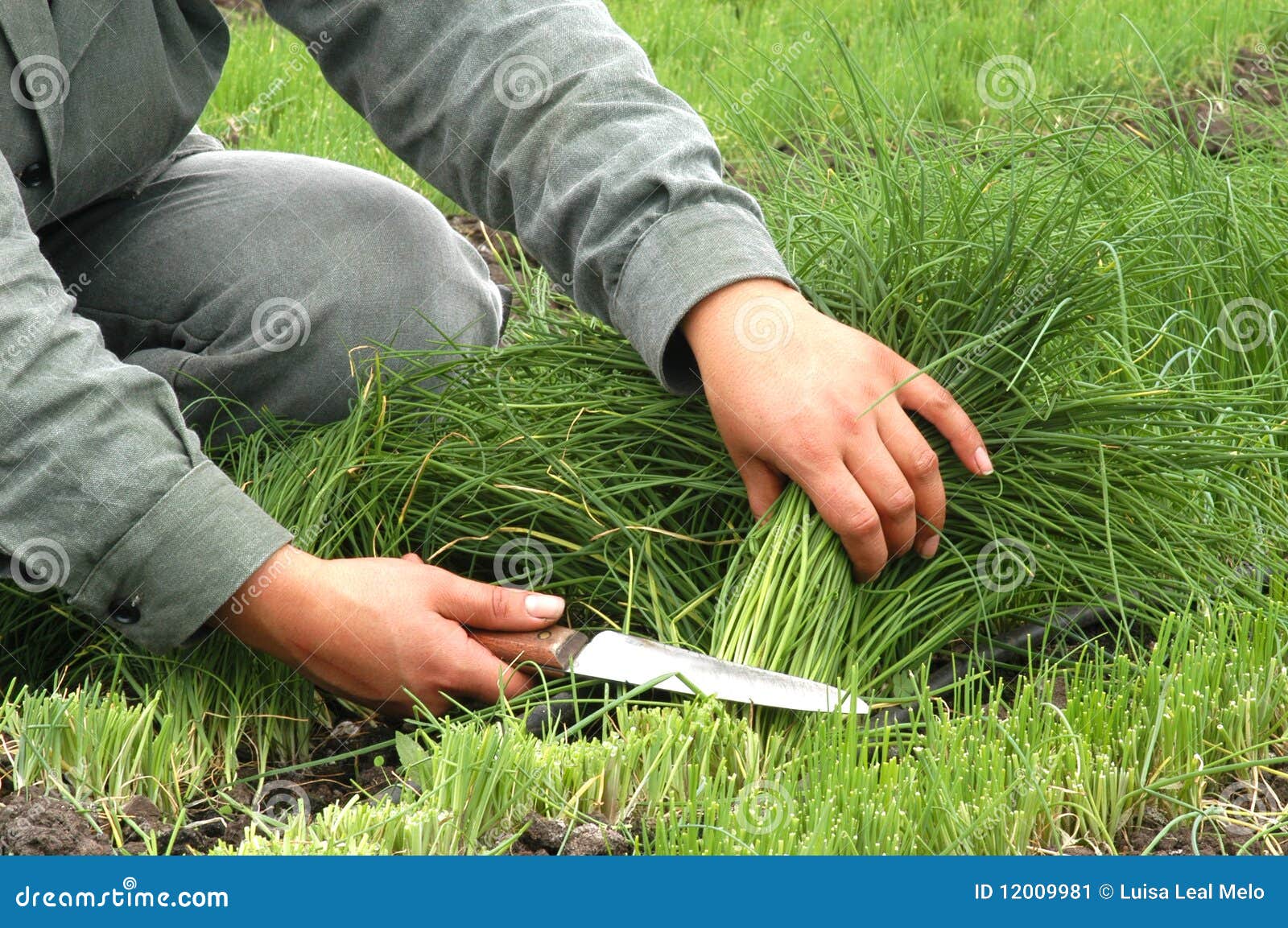 Chives stock image. Image of collecting, cutting, plier - 12009981