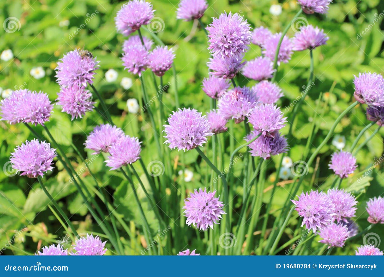 Chives stock photo. Image of europe, polish, botanic - 19680784