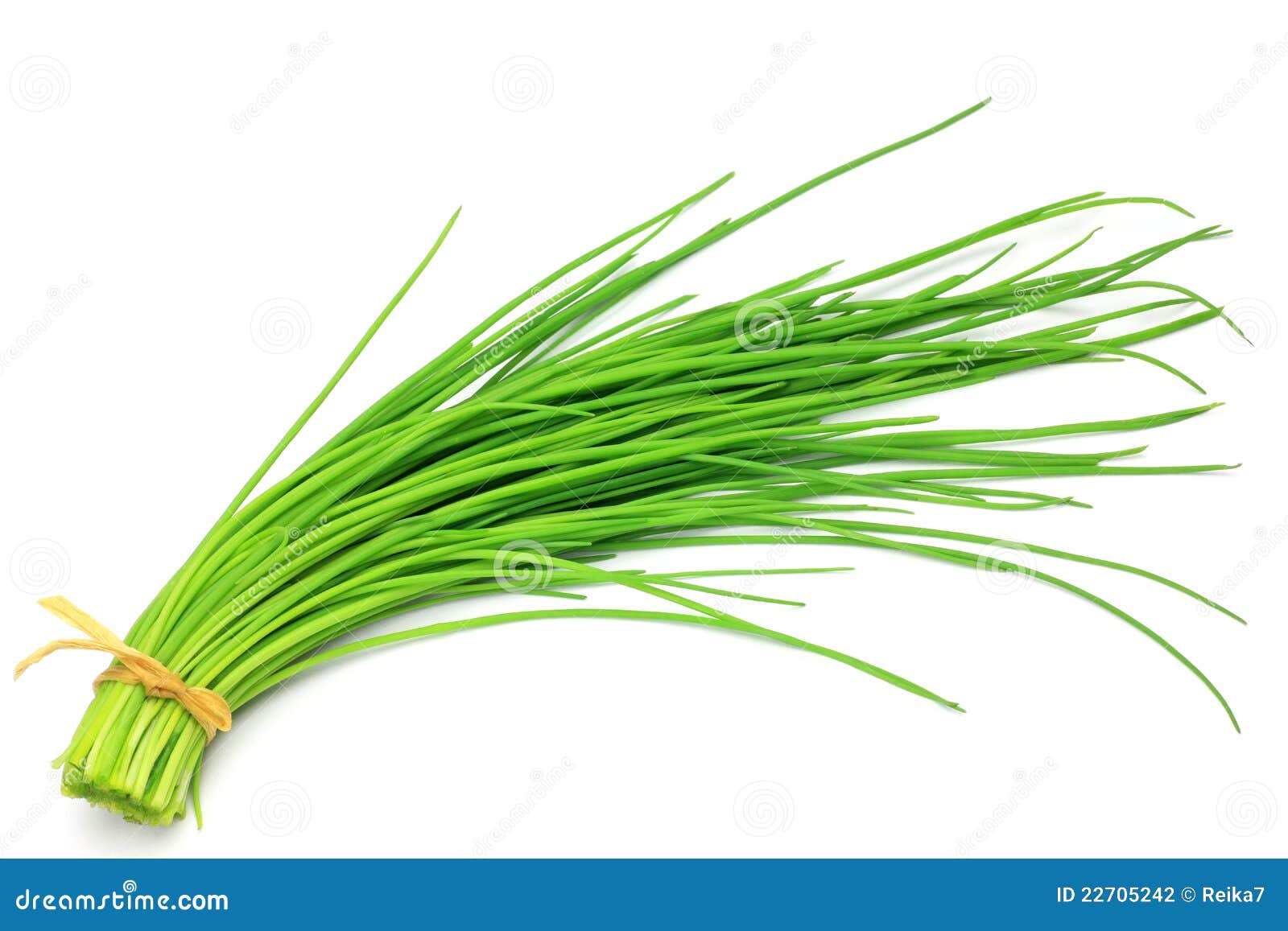 Chives stock photo. Image of herb, vegetables, chive - 22705242