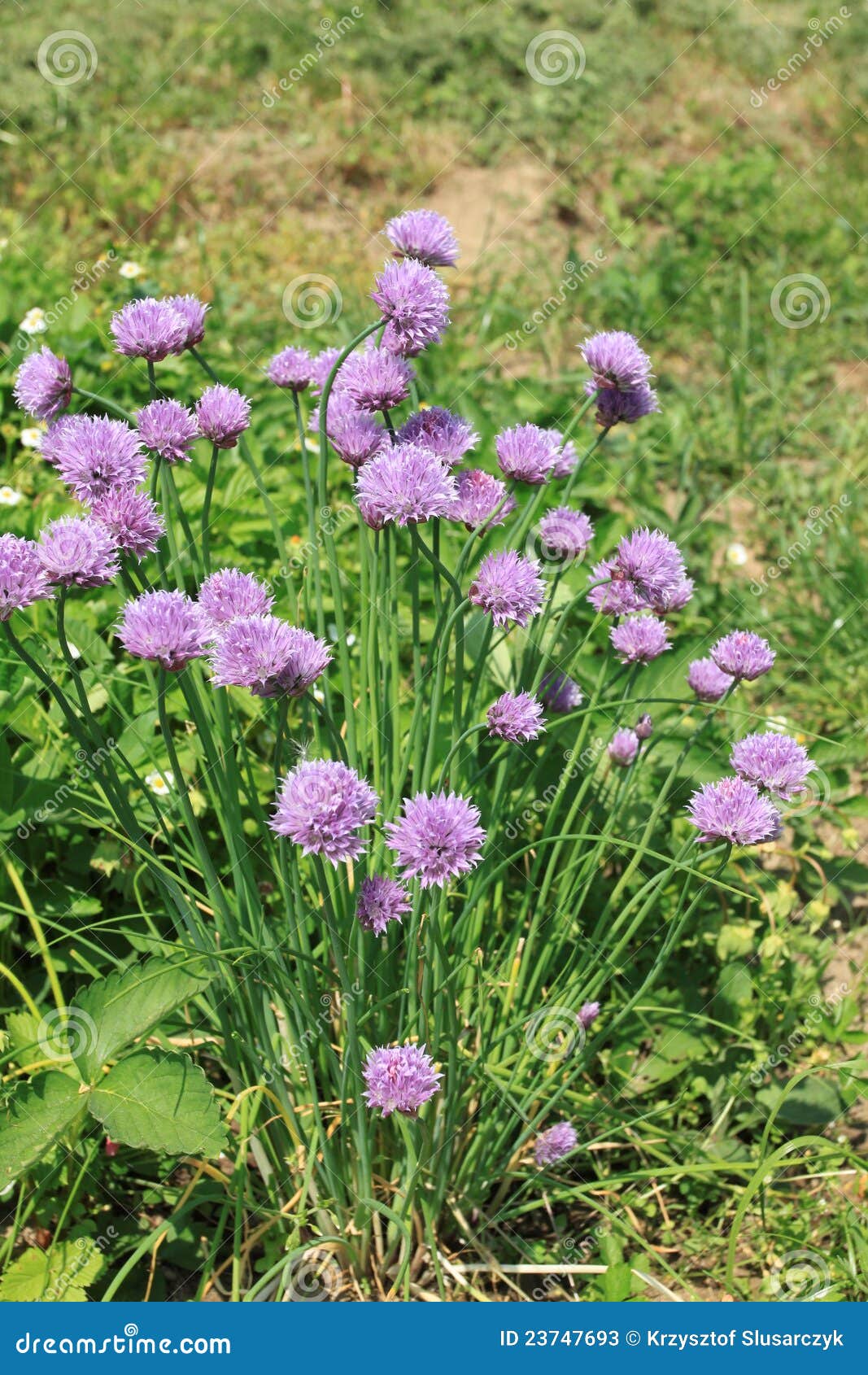 Chives stock image. Image of chives, europe, spring, perennial - 23747693