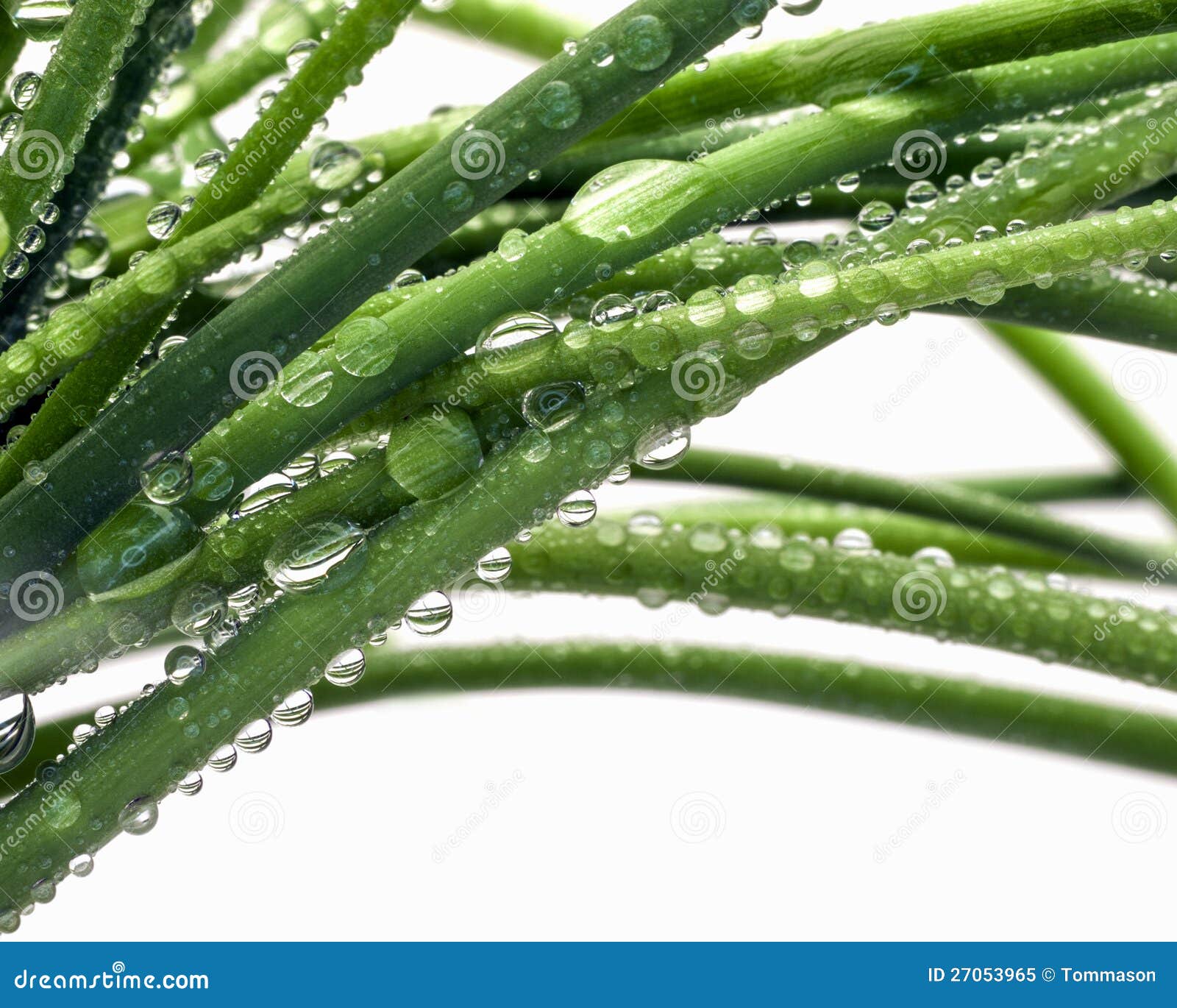 Chives stock image. Image of drops, onion, green, stalks - 27053965