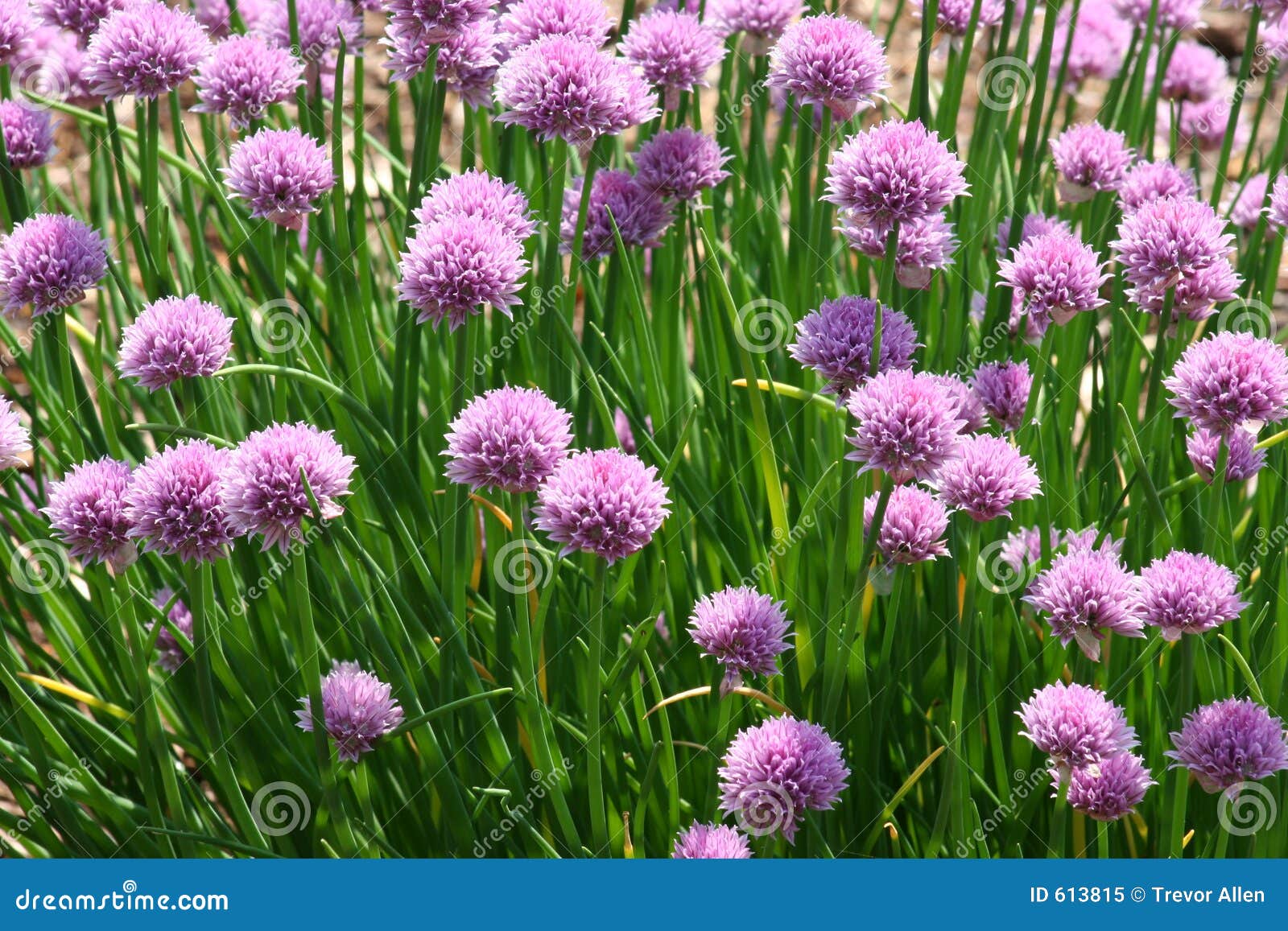 Chives stock image. Image of stem, herb, flower, beautiful - 613815