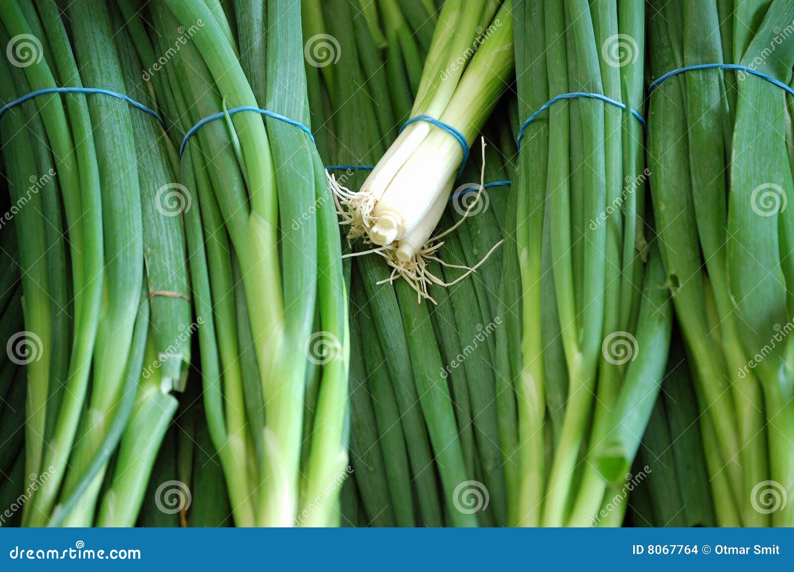 Chives stock photo. Image of harvest, vitamins, beige - 8067764