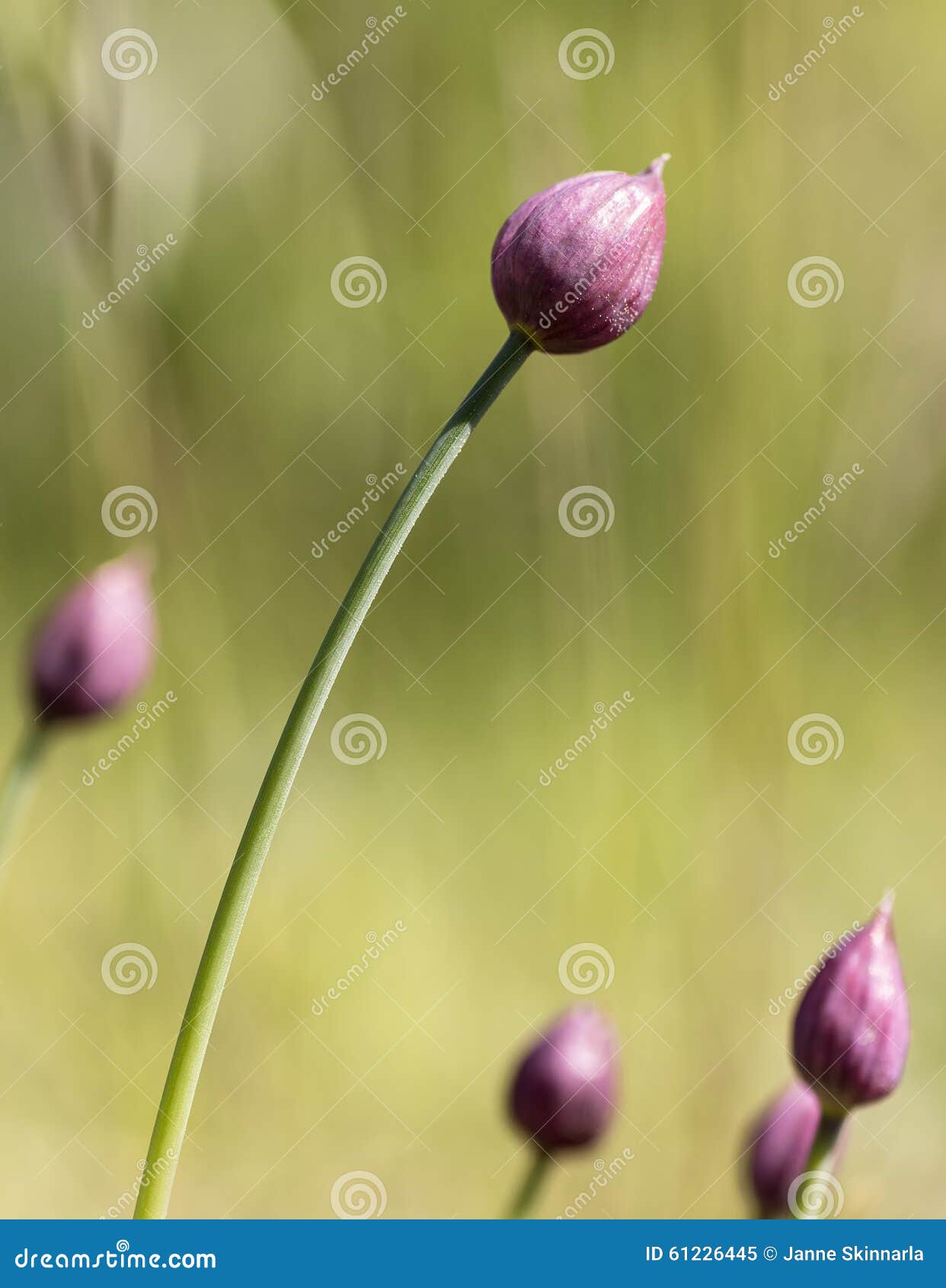 Chives budding stock image. Image of buds, foodstuff - 61226445