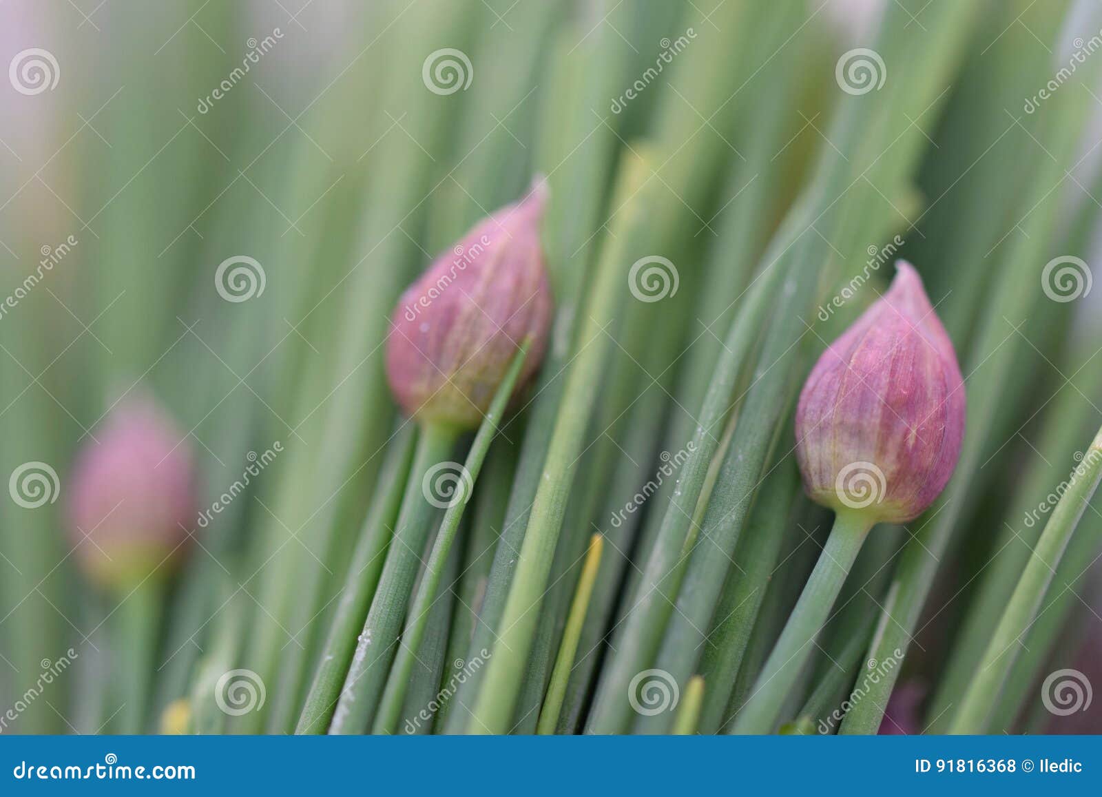 Chives with buds stock photo. Image of ingredient, kitchen - 91816368