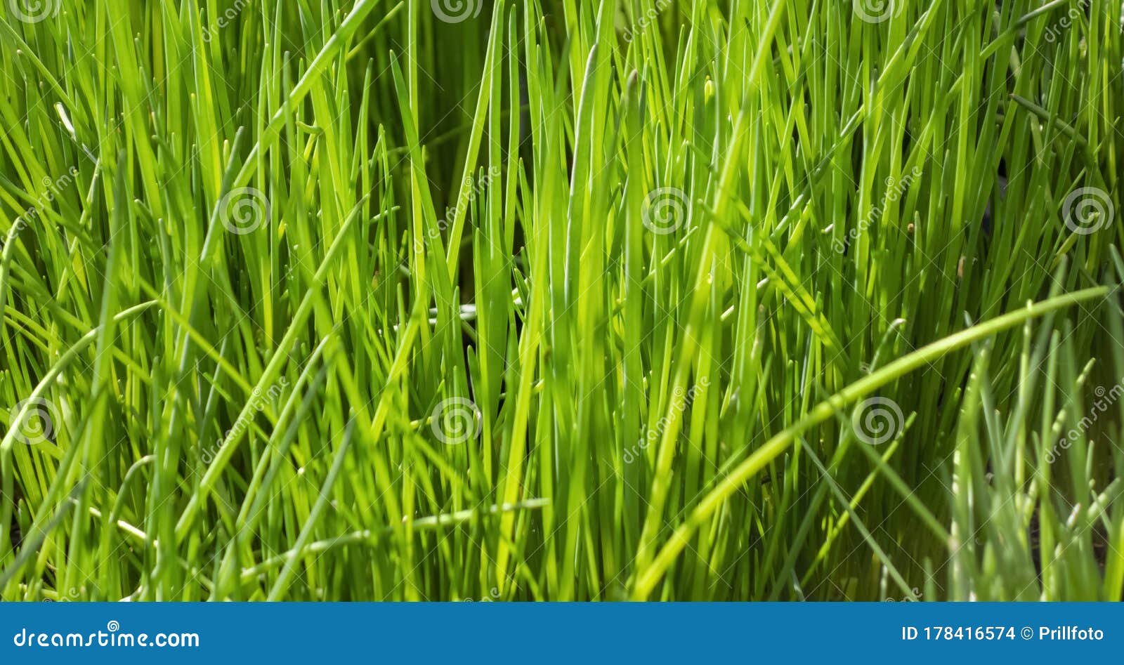 Chives closeup stock photo. Image of botany, foliage - 178416574