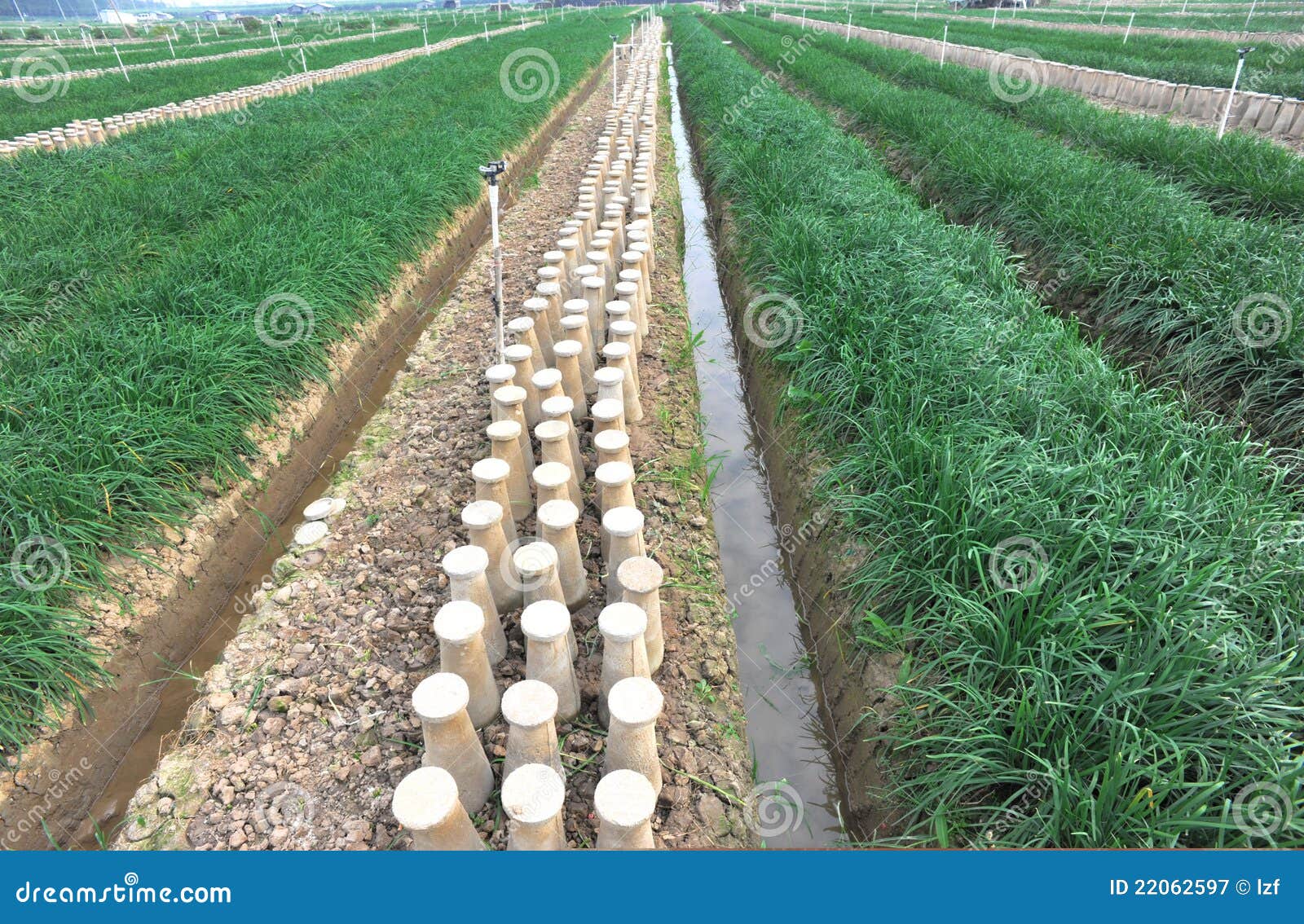 Chives farm stock image. Image of field, green, agriculture - 22062597