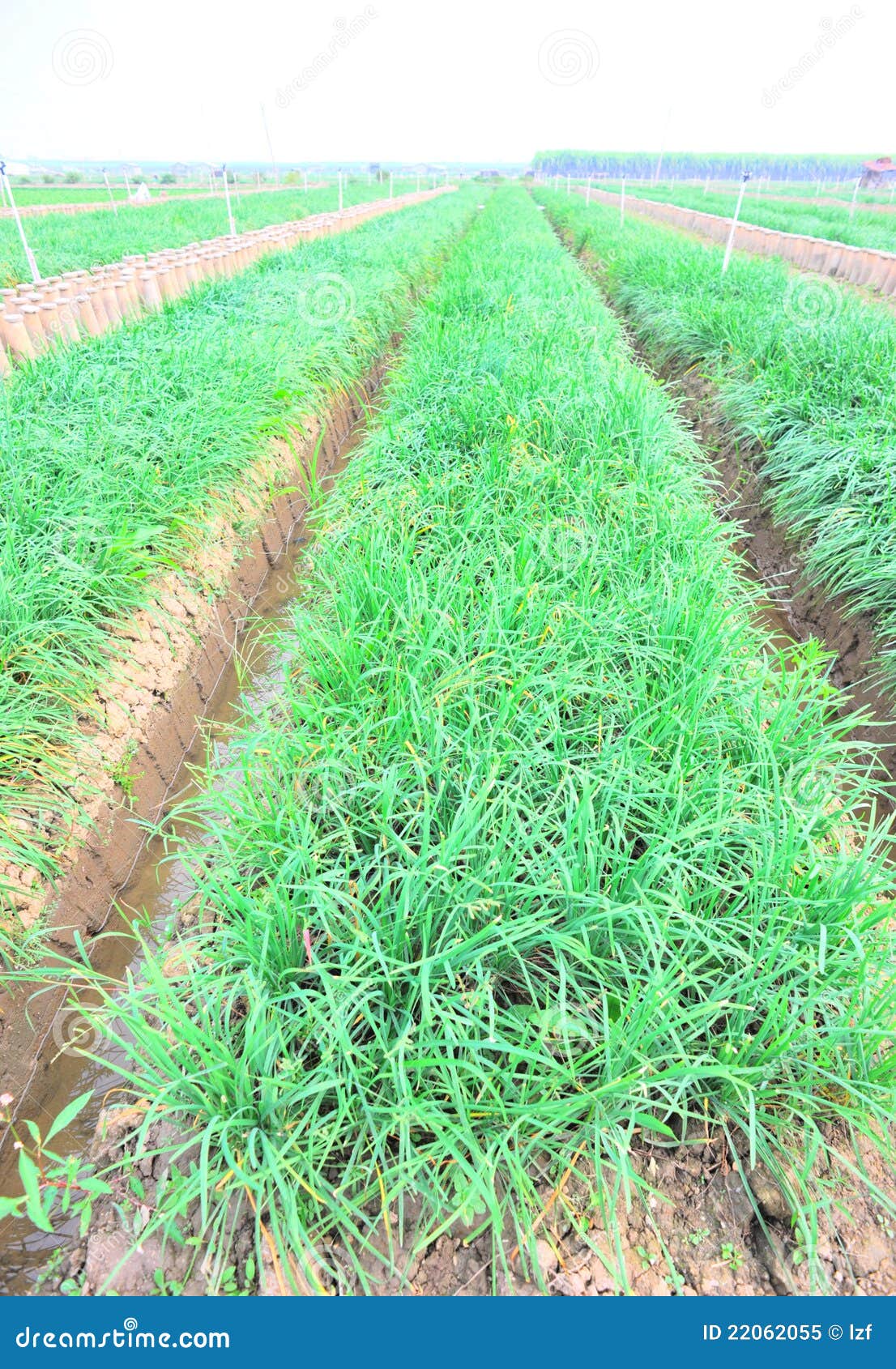 Chives field stock image. Image of garlic, cultivate - 22062055