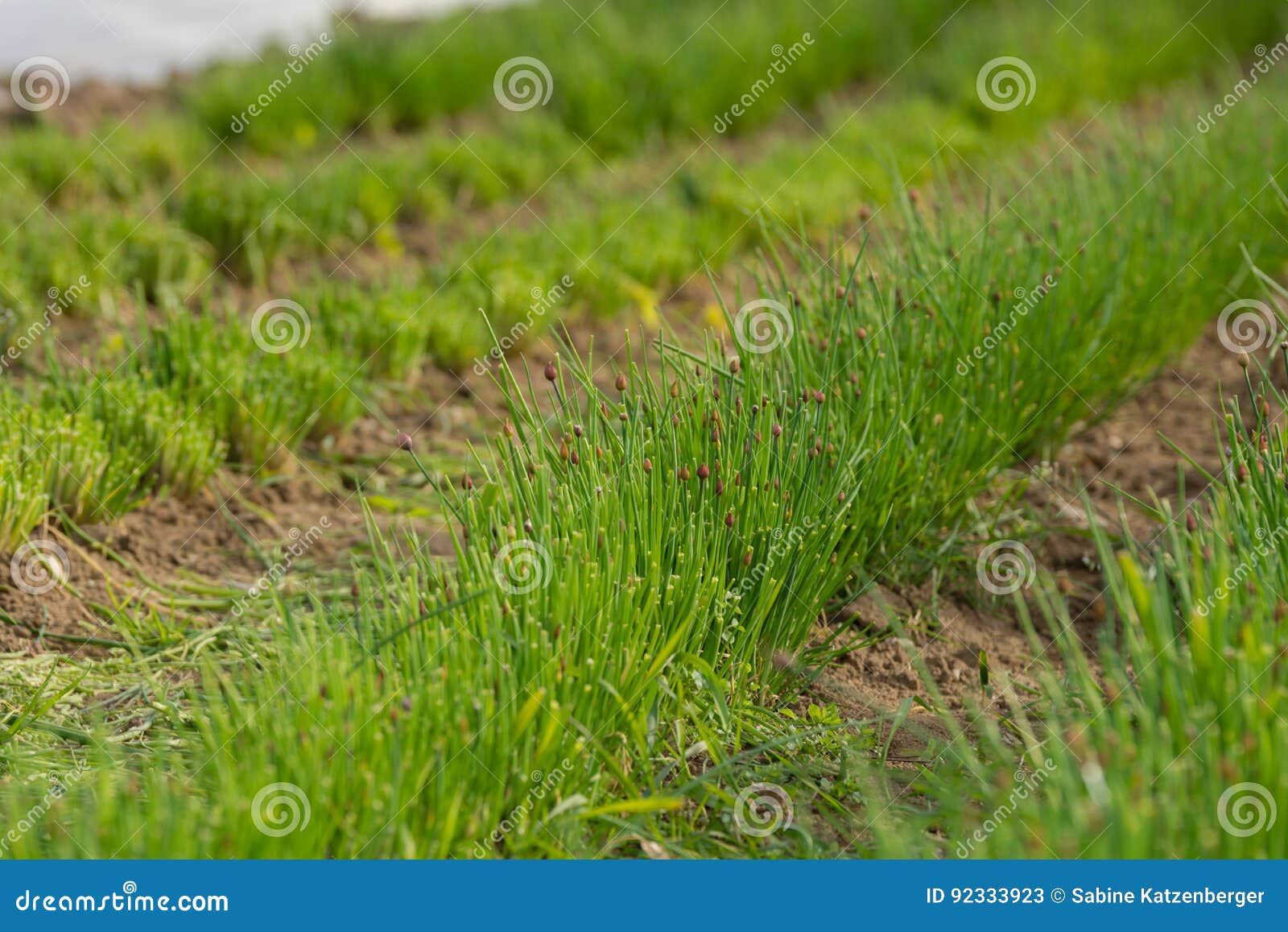 Chives on the field stock image. Image of outdoors, garden - 92333923