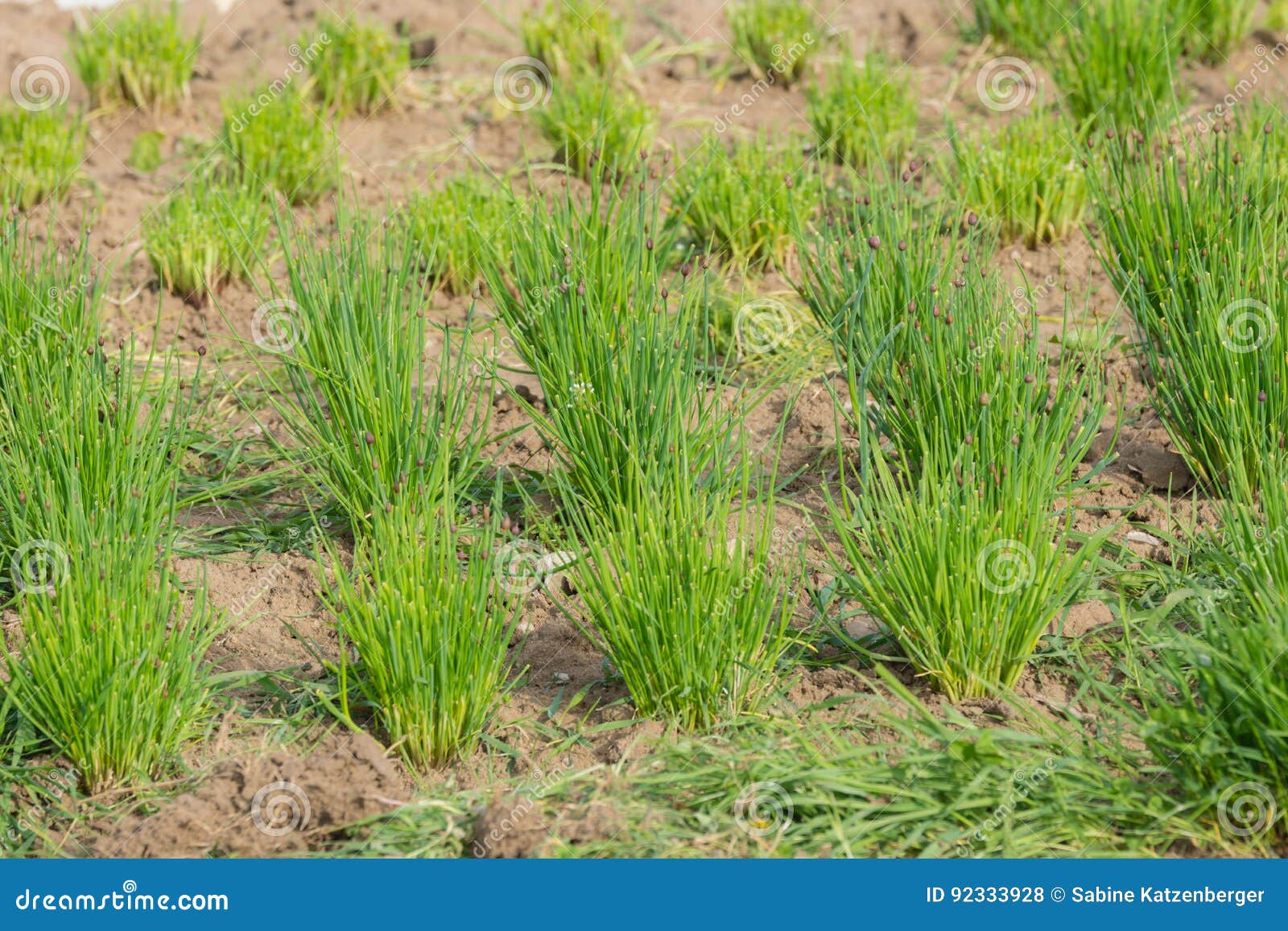 Chives on the field stock photo. Image of nature, cultivated - 92333928