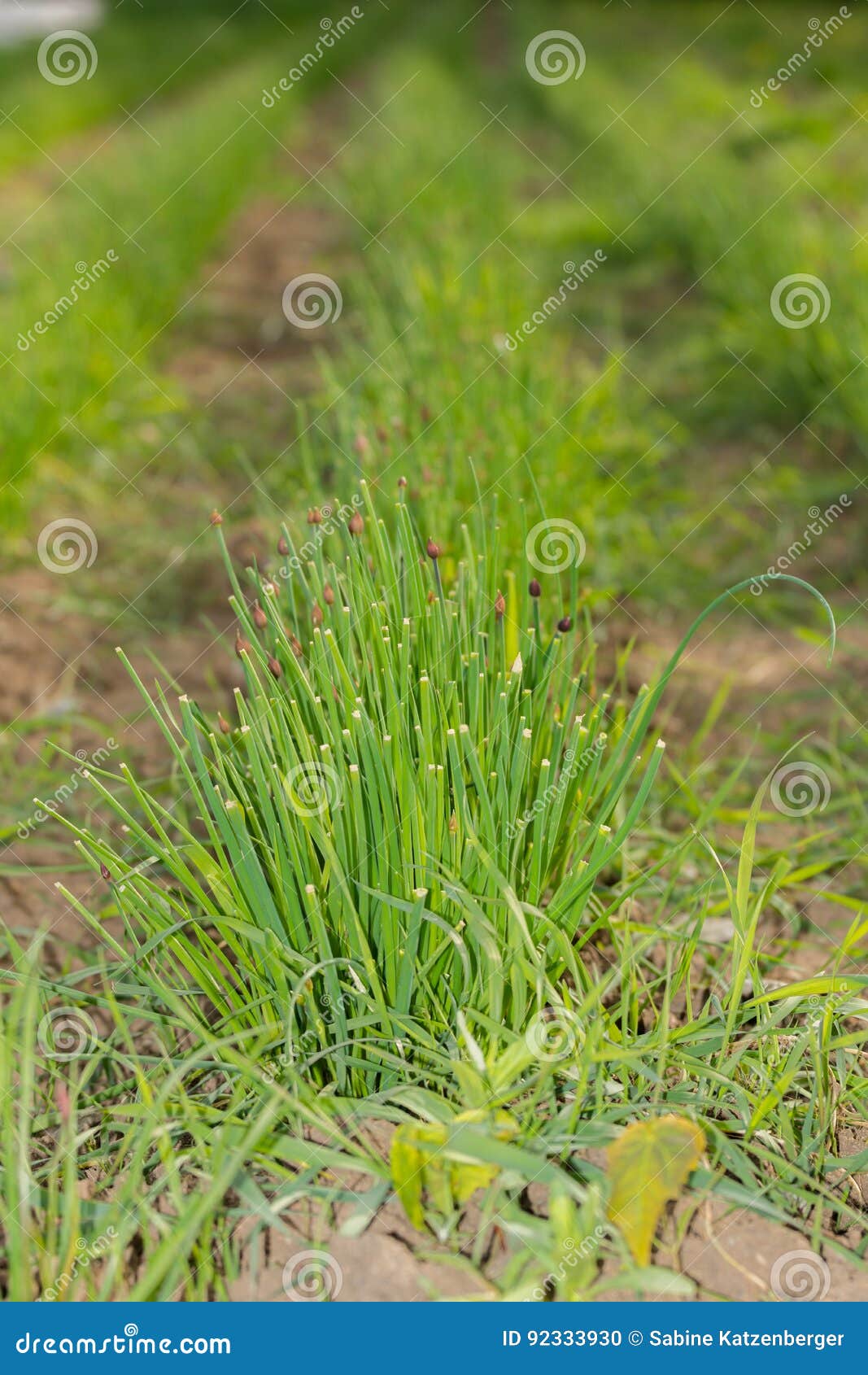 Chives on the field stock photo. Image of gardening, food - 92333930