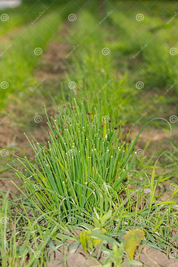 Chives on the field stock photo. Image of gardening, food - 92333930